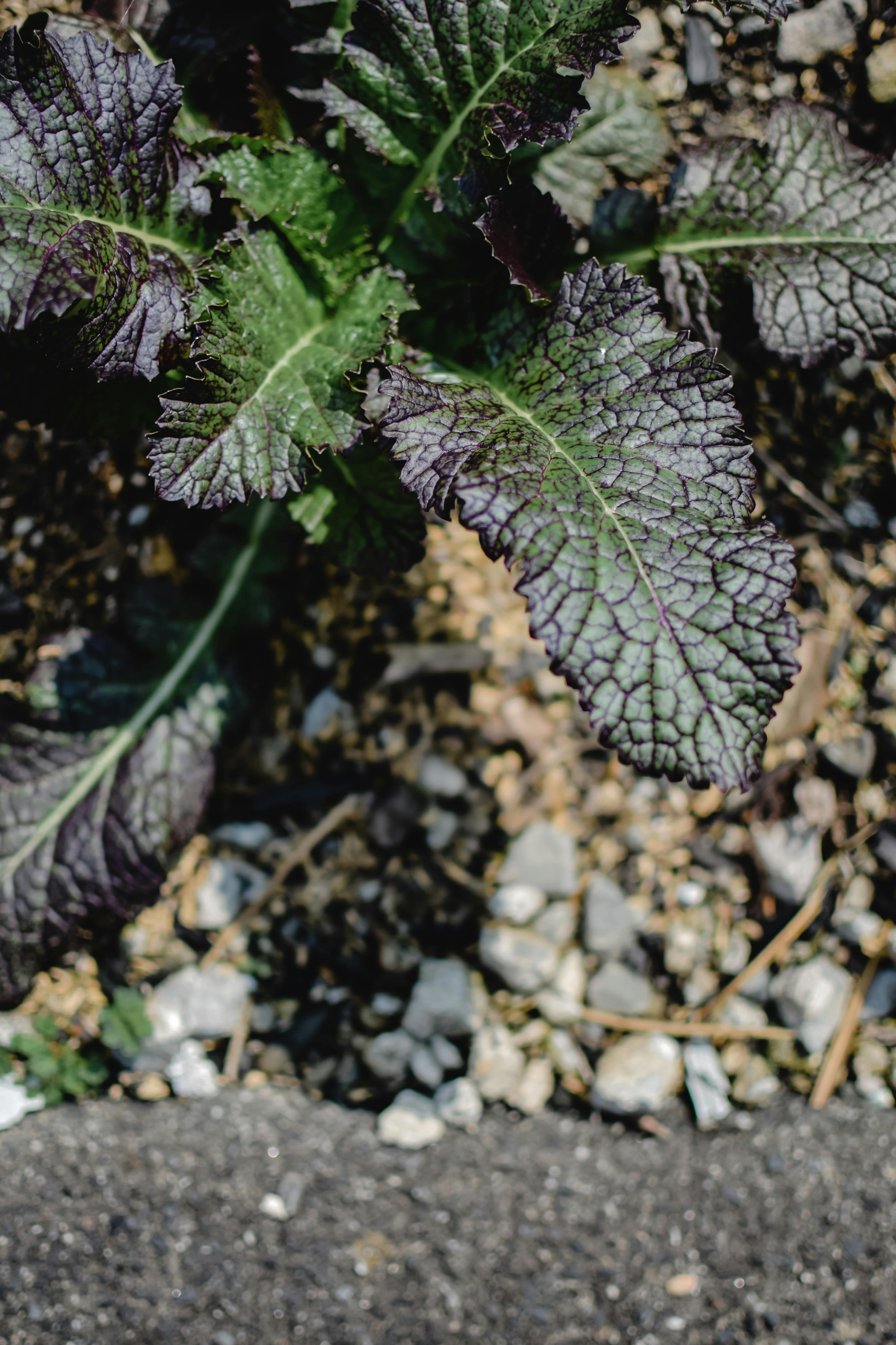 Giant Red Japanese Mustard · Free Stock Photo