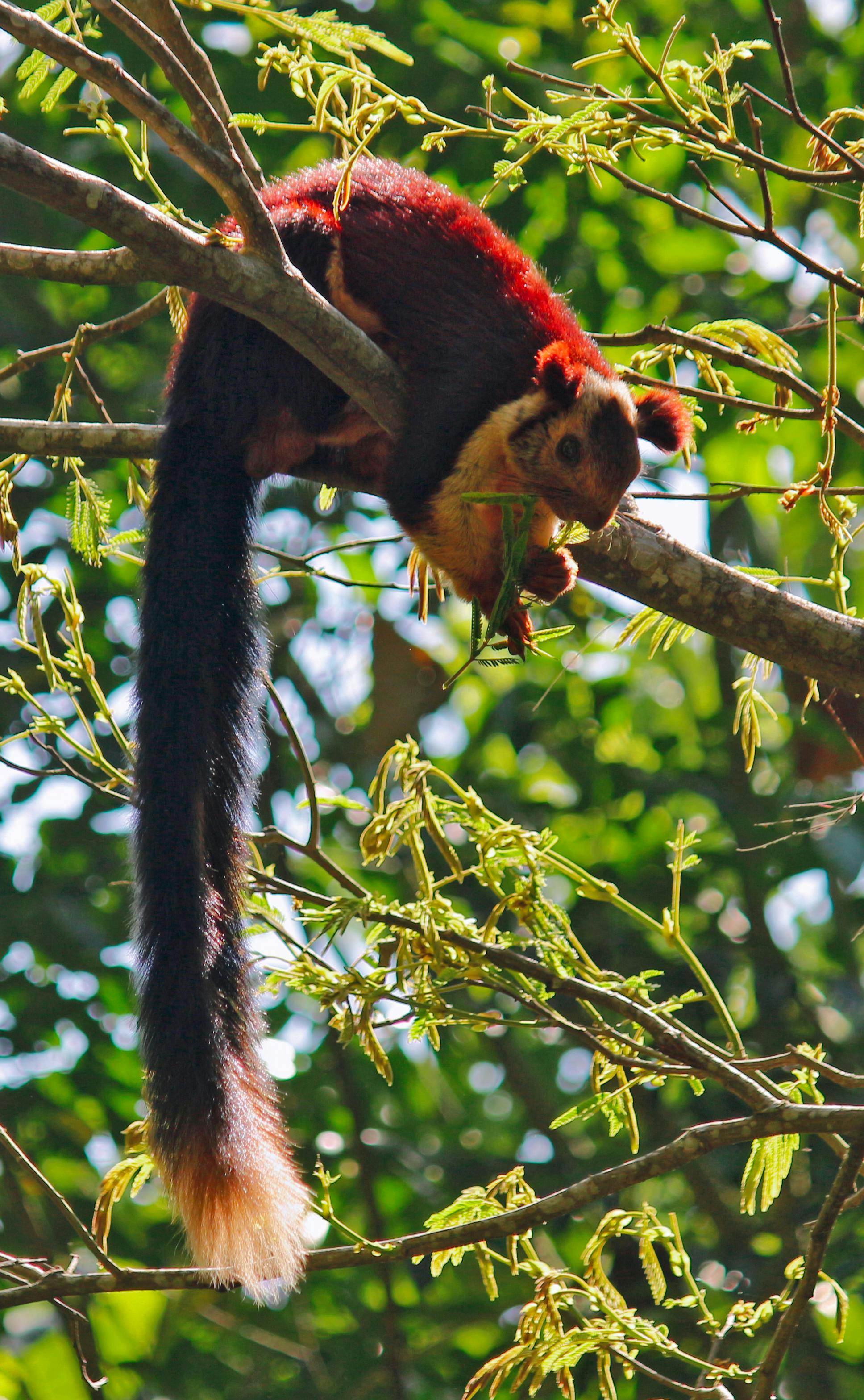 Fox Squirrel on Tree Branch · Free Stock Photo