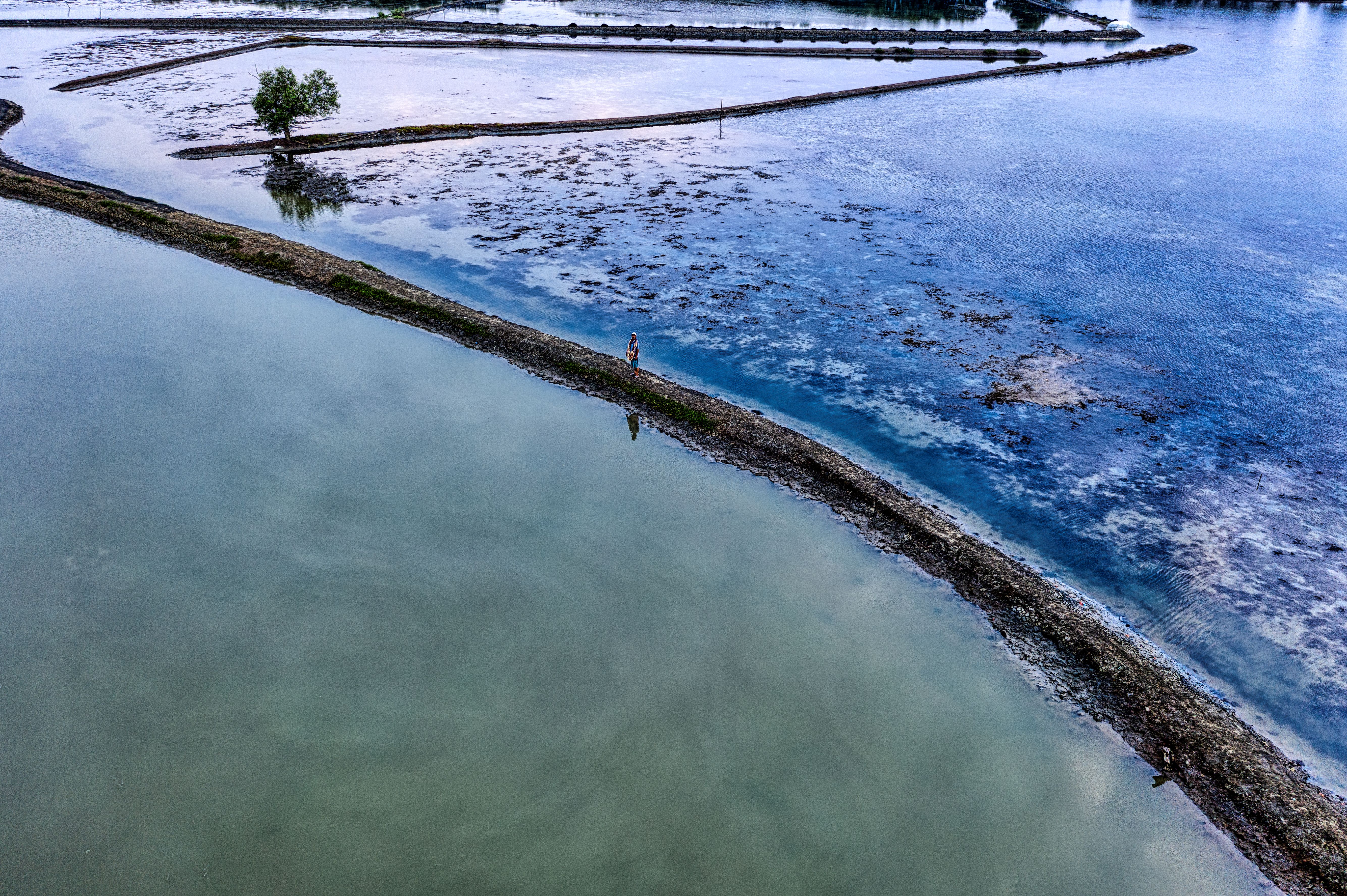 Wet rice fields in countryside · Free Stock Photo