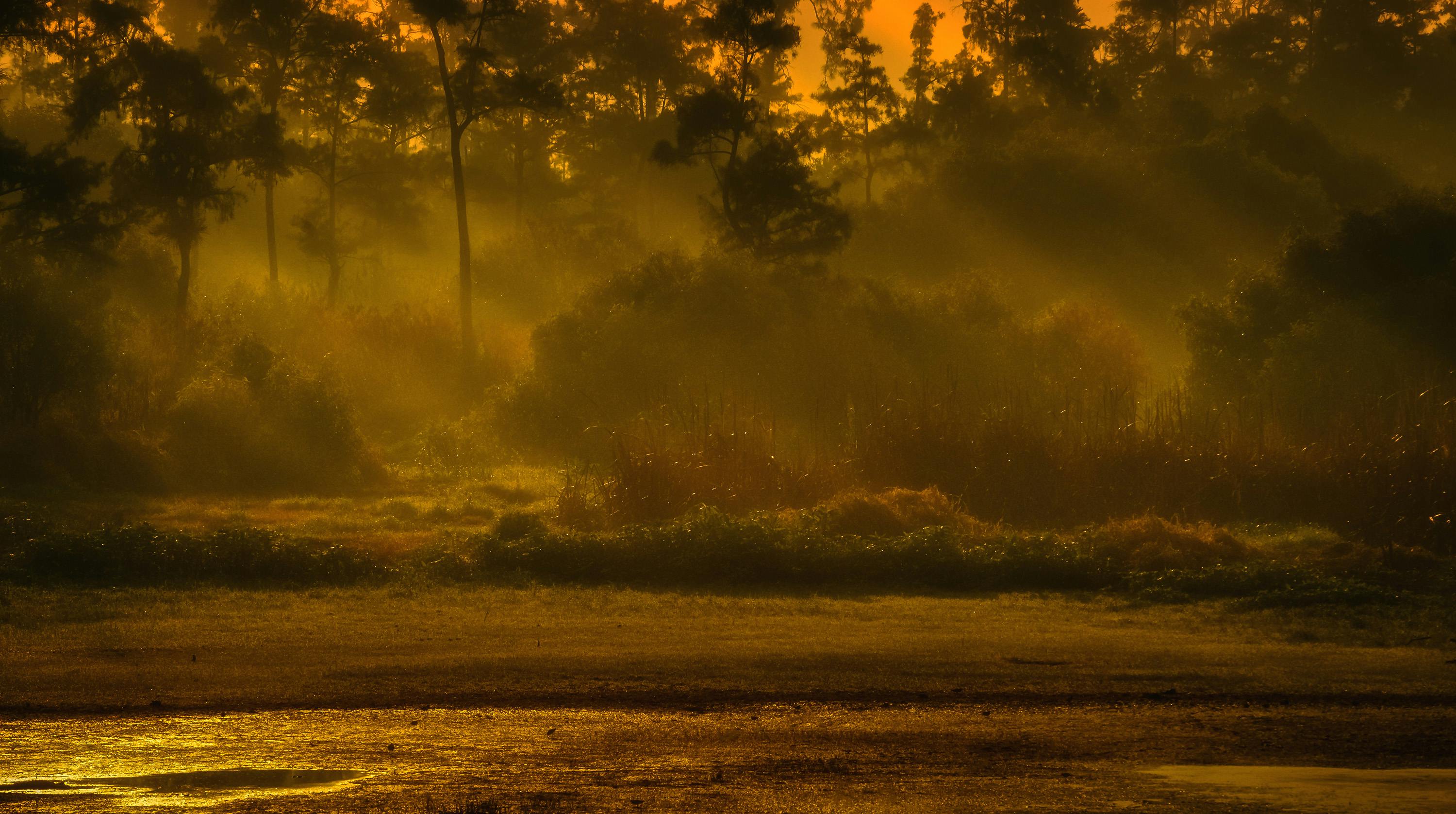 Wallpaper Swamp Photos, Download The BEST Free Wallpaper Swamp Stock ...