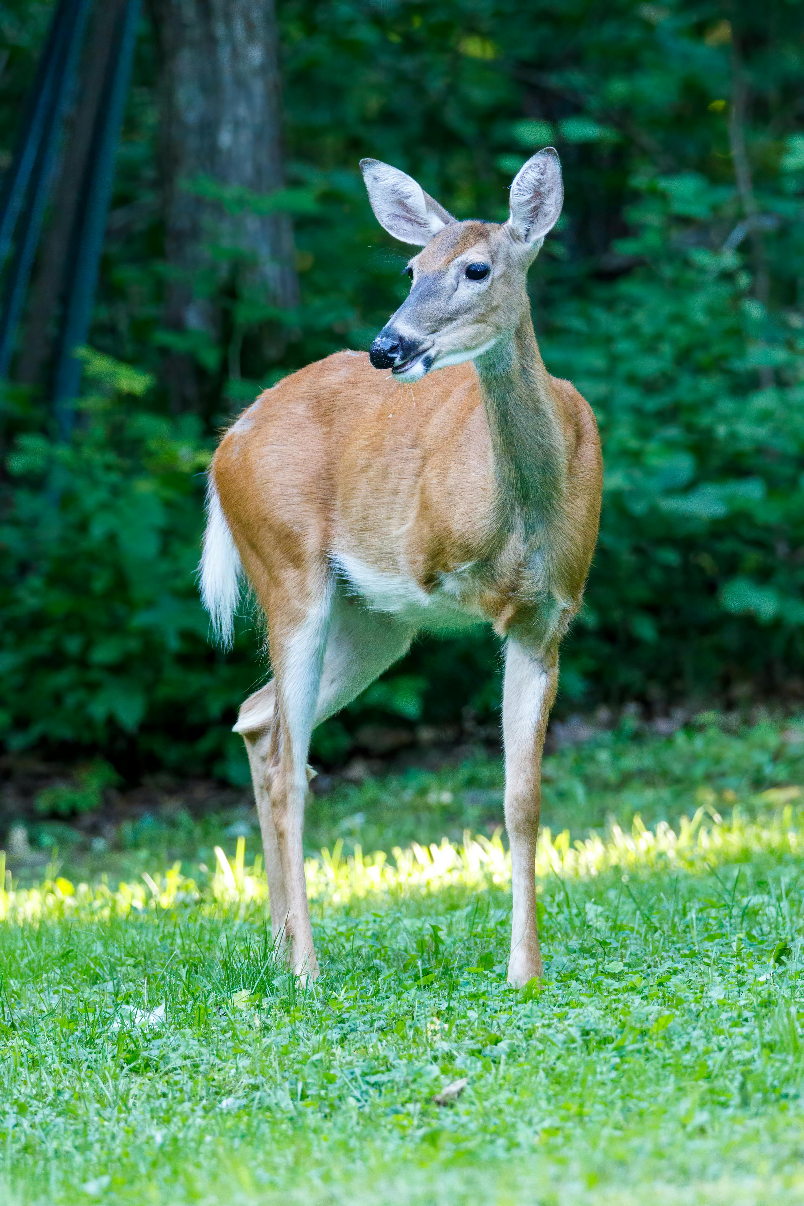 White Tailed Deer Photos, Download The BEST Free White Tailed Deer ...