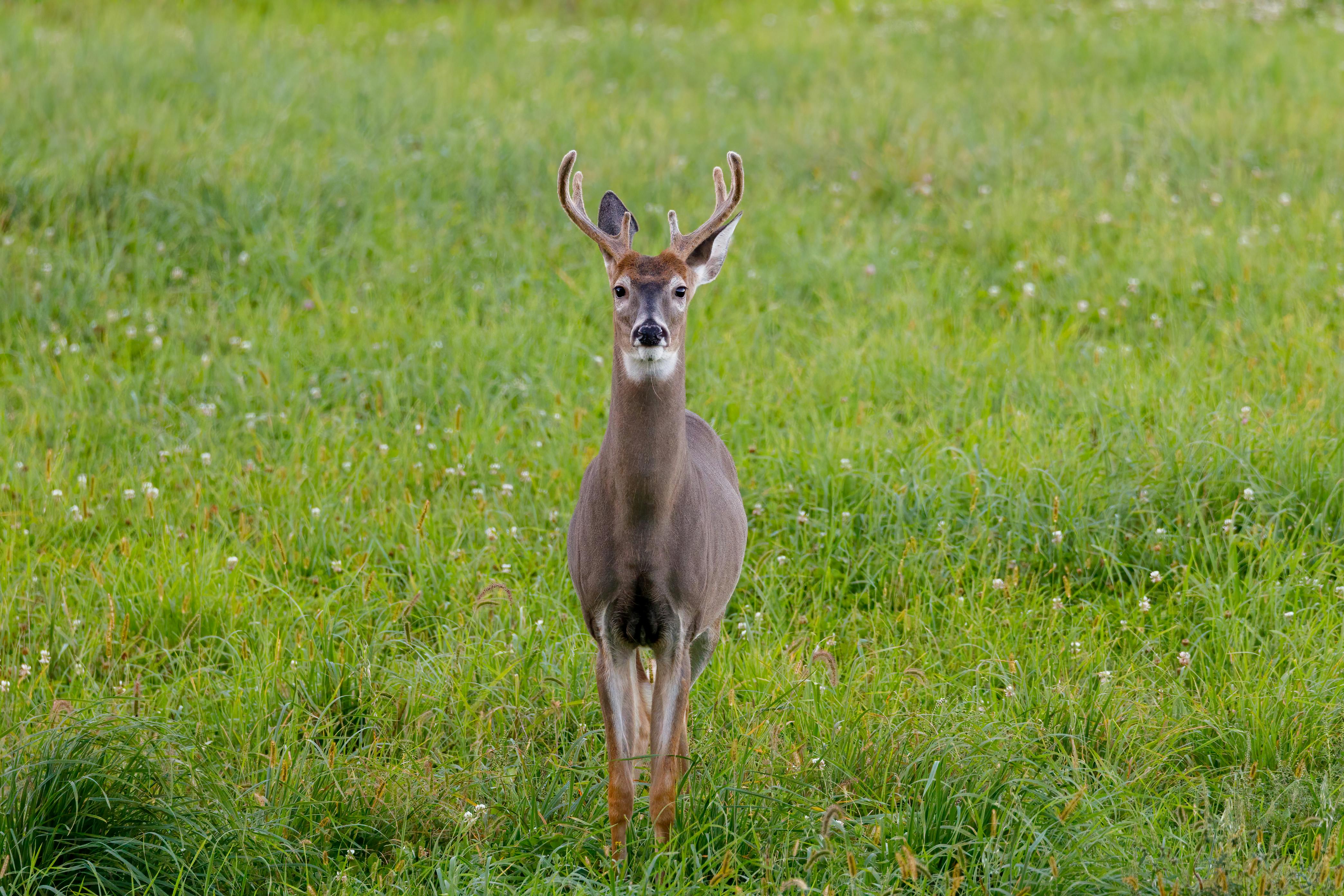A Deer with Antler Standing on Grass Field · Free Stock Photo