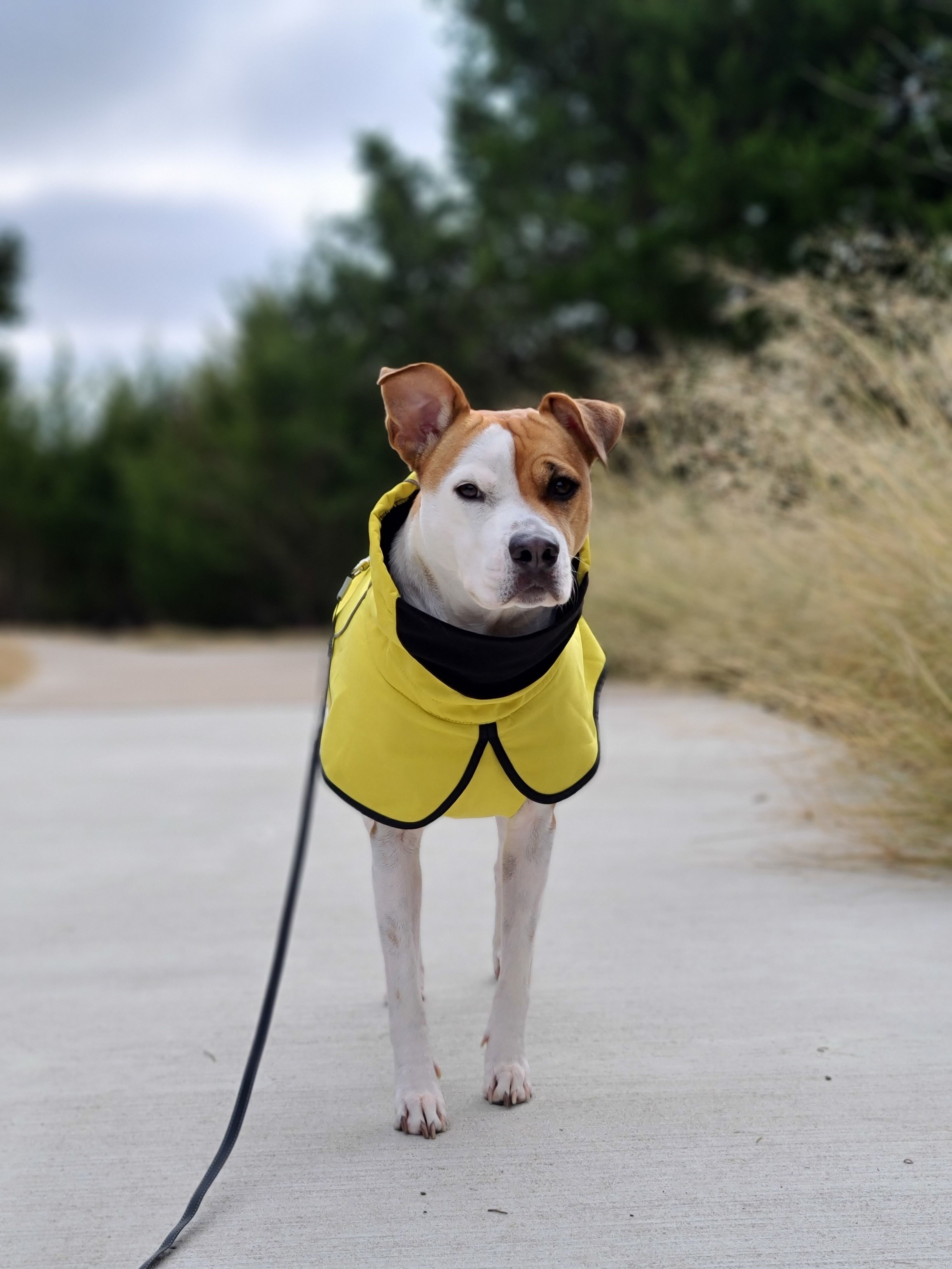 A Dog Wearing Yellow Clothes while Standing on the Street · Free Stock ...