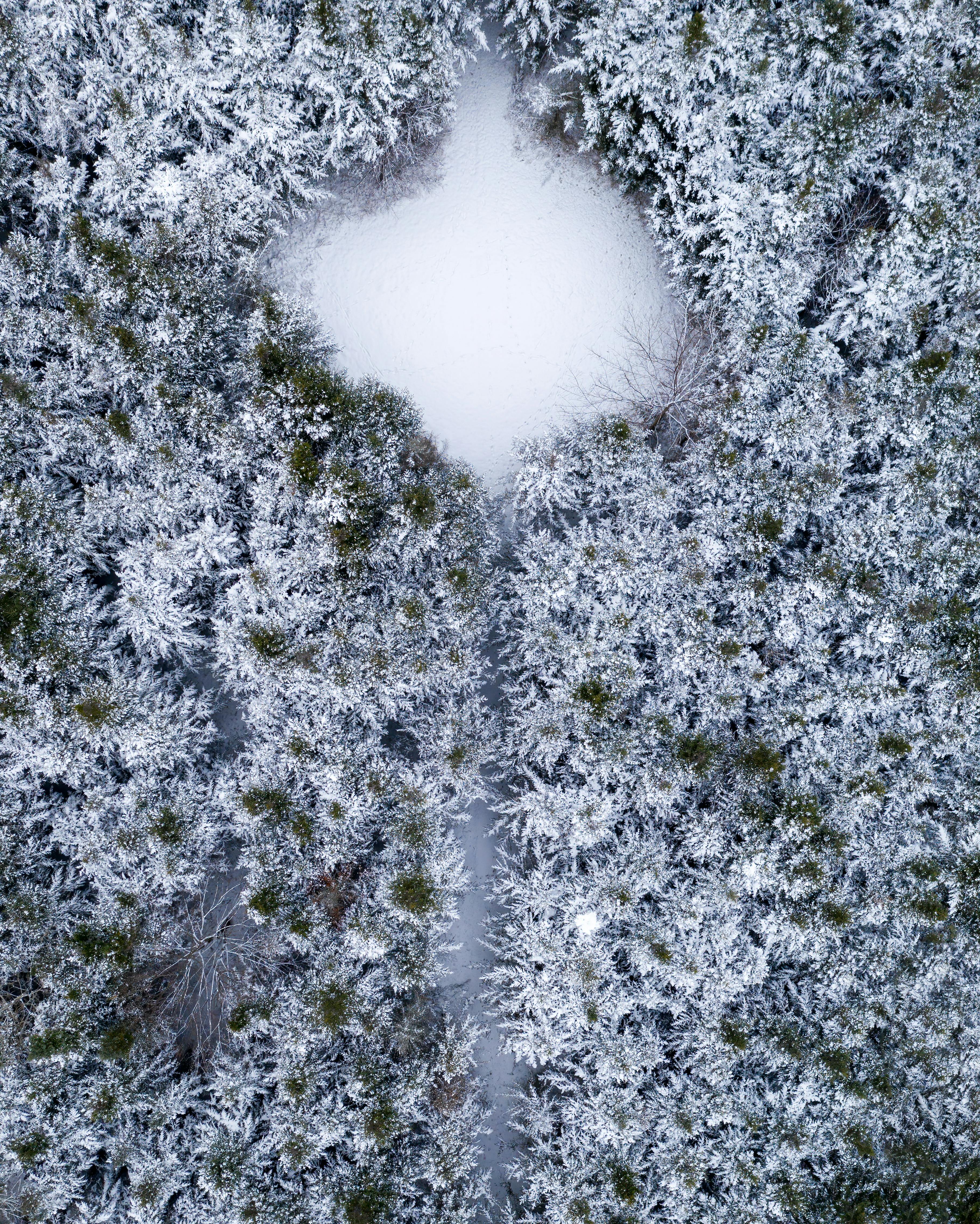 Snowy forest in cold winter weather · Free Stock Photo