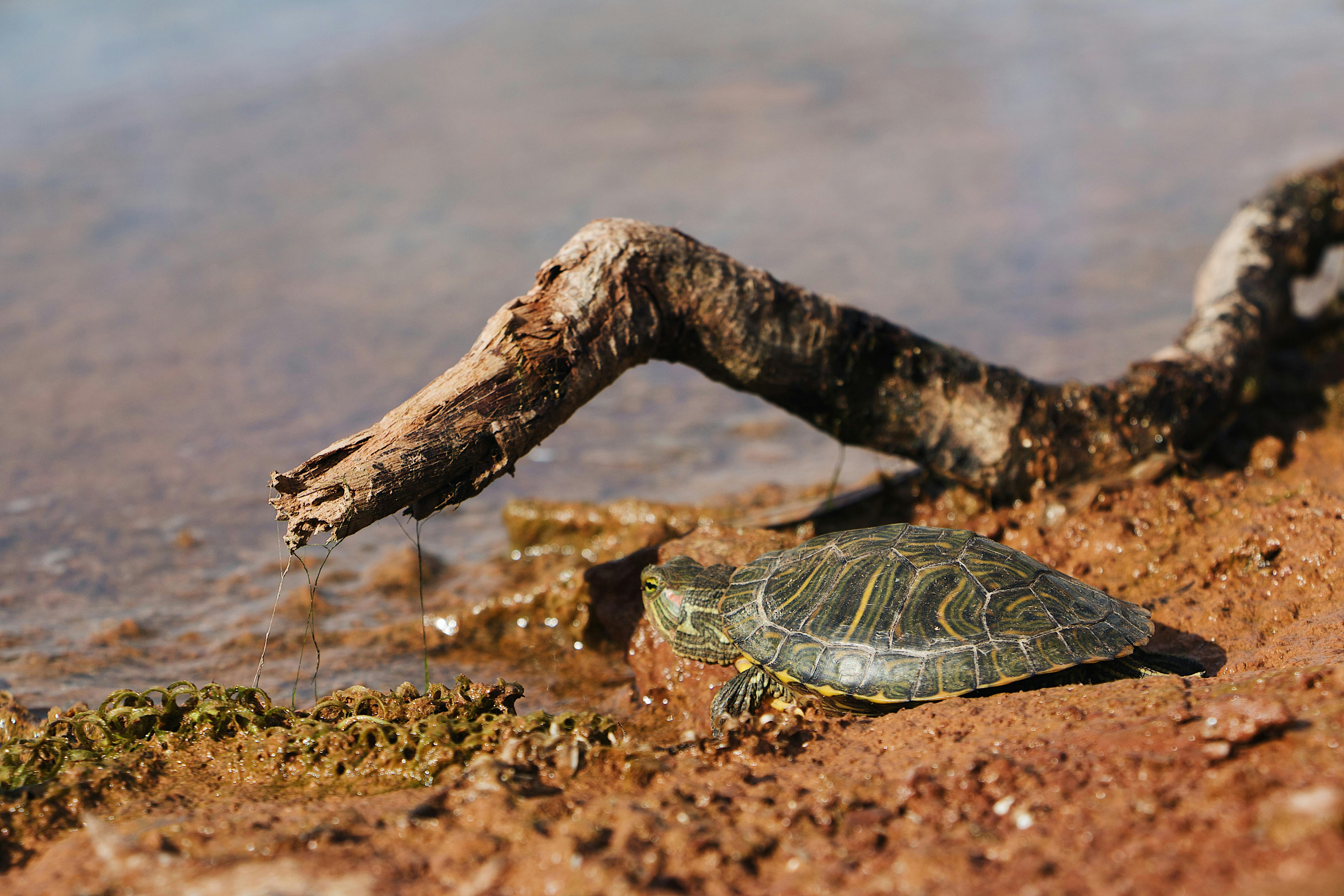 Black an White Photo of a Turtle Falling into Water · Free Stock Photo