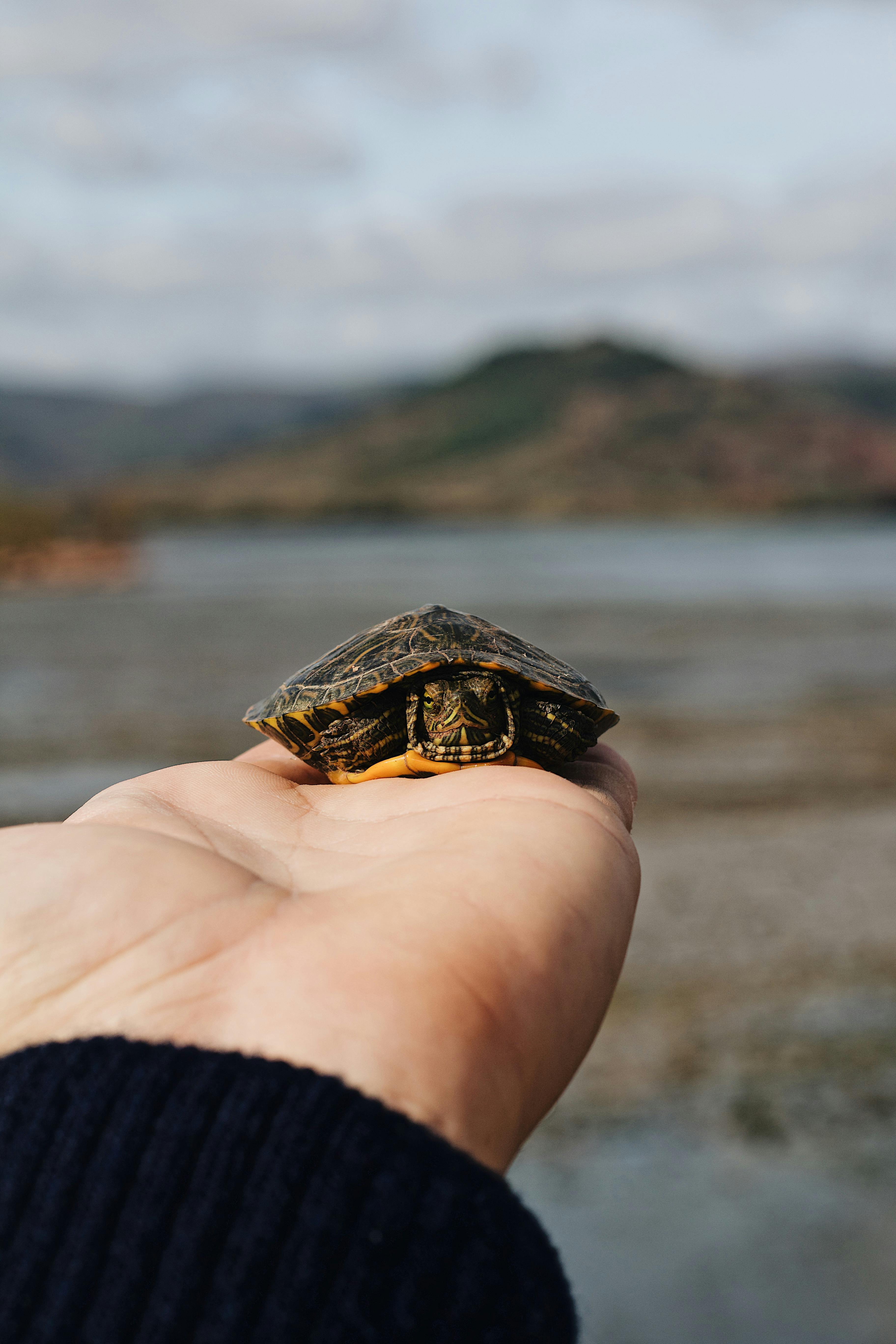 Close-Up Shot of a Person Holding a Turtle · Free Stock Photo