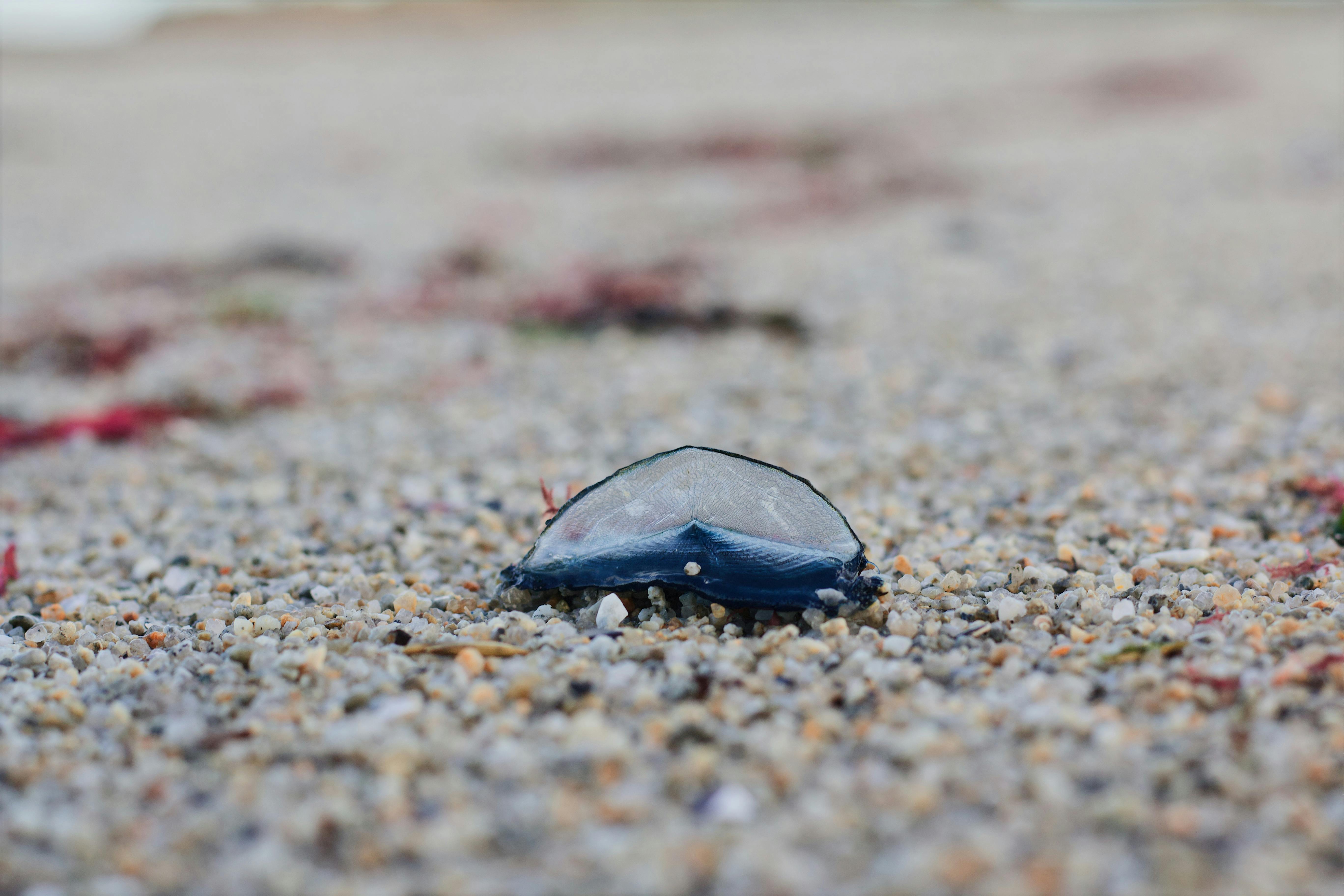 Close up of Beach Sand with a Fish Scale · Free Stock Photo