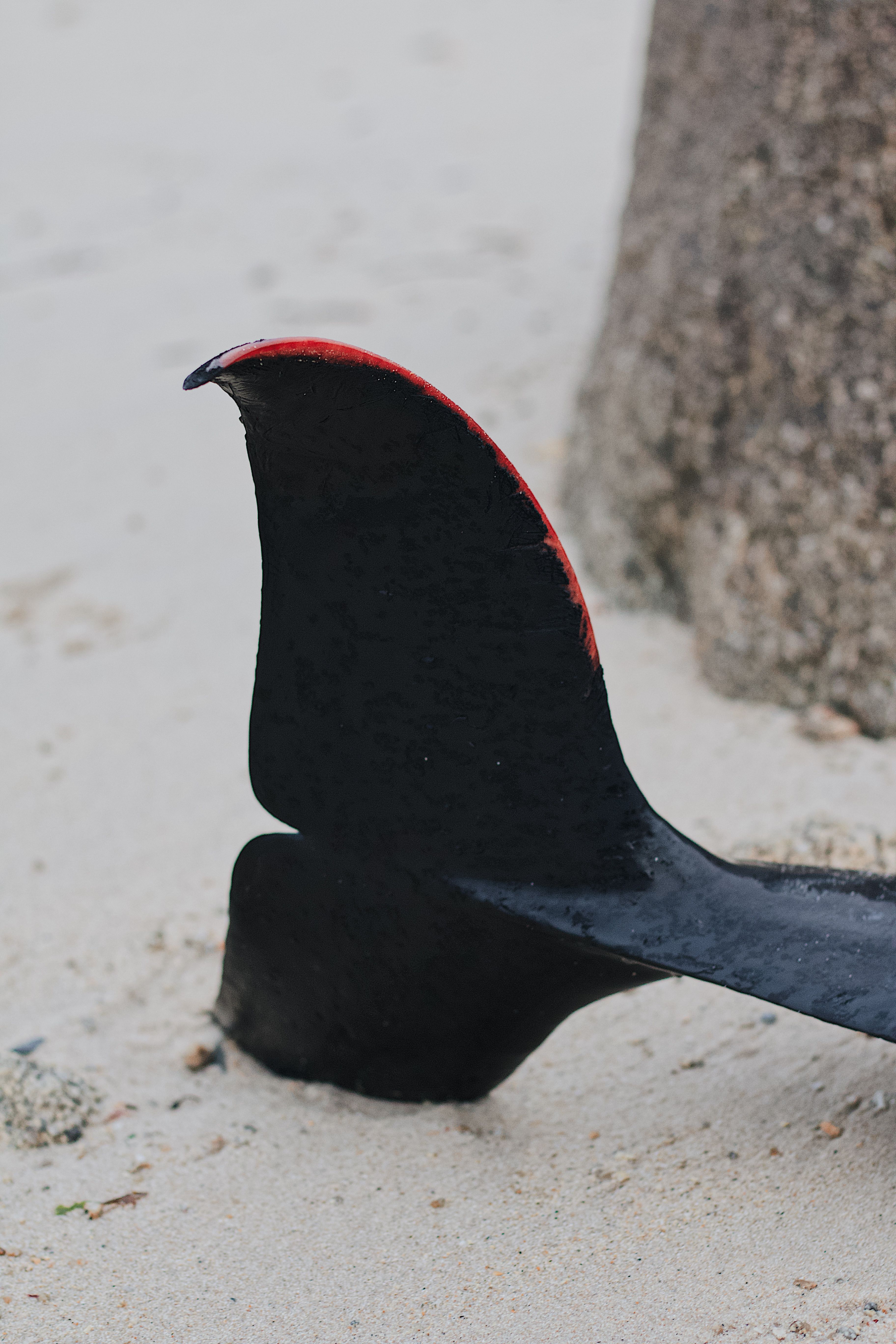Whale Front Photos, Download The BEST Free Whale Front Stock Photos ...