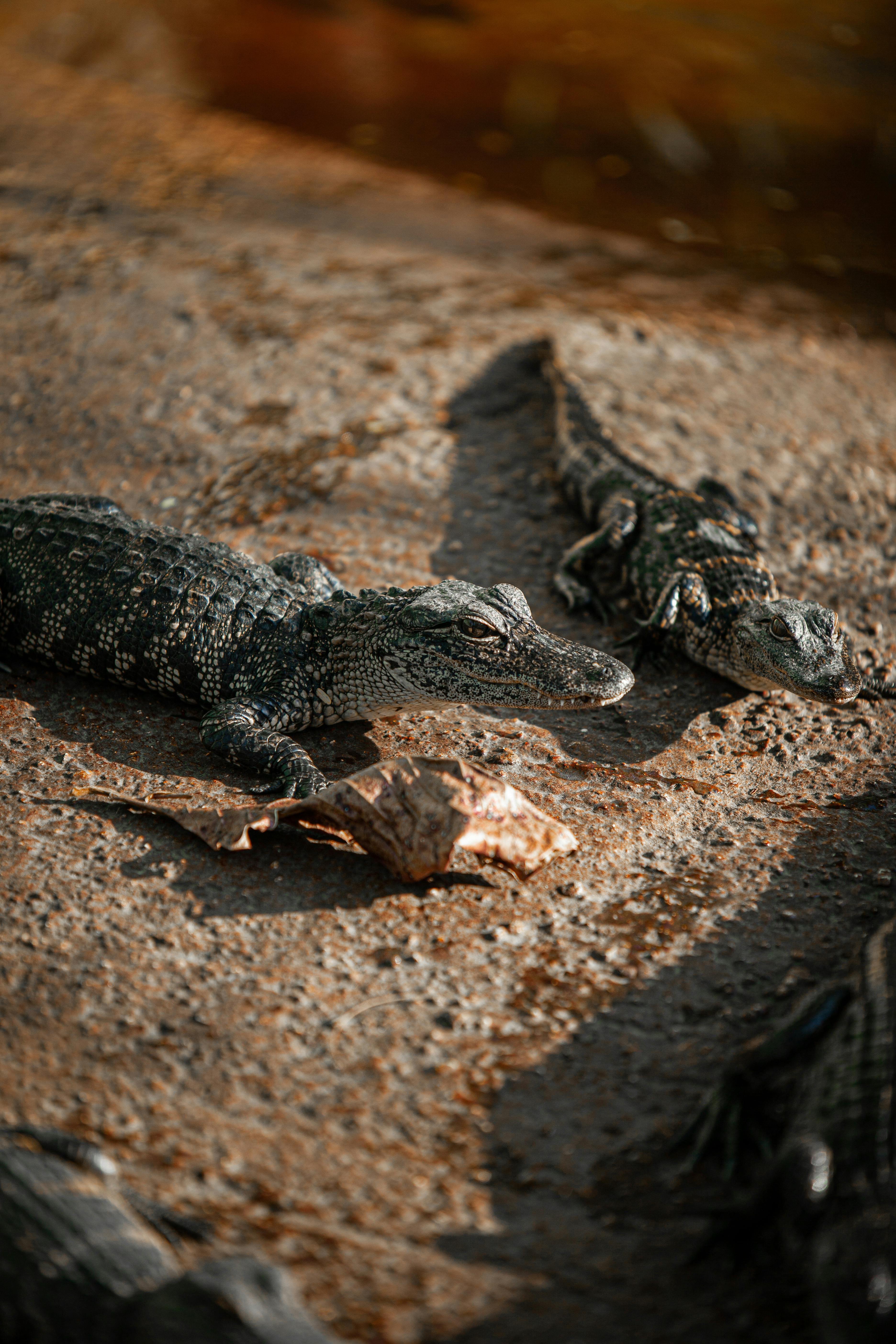 Dry Scaly Skin Photos, Download The BEST Free Dry Scaly Skin Stock ...