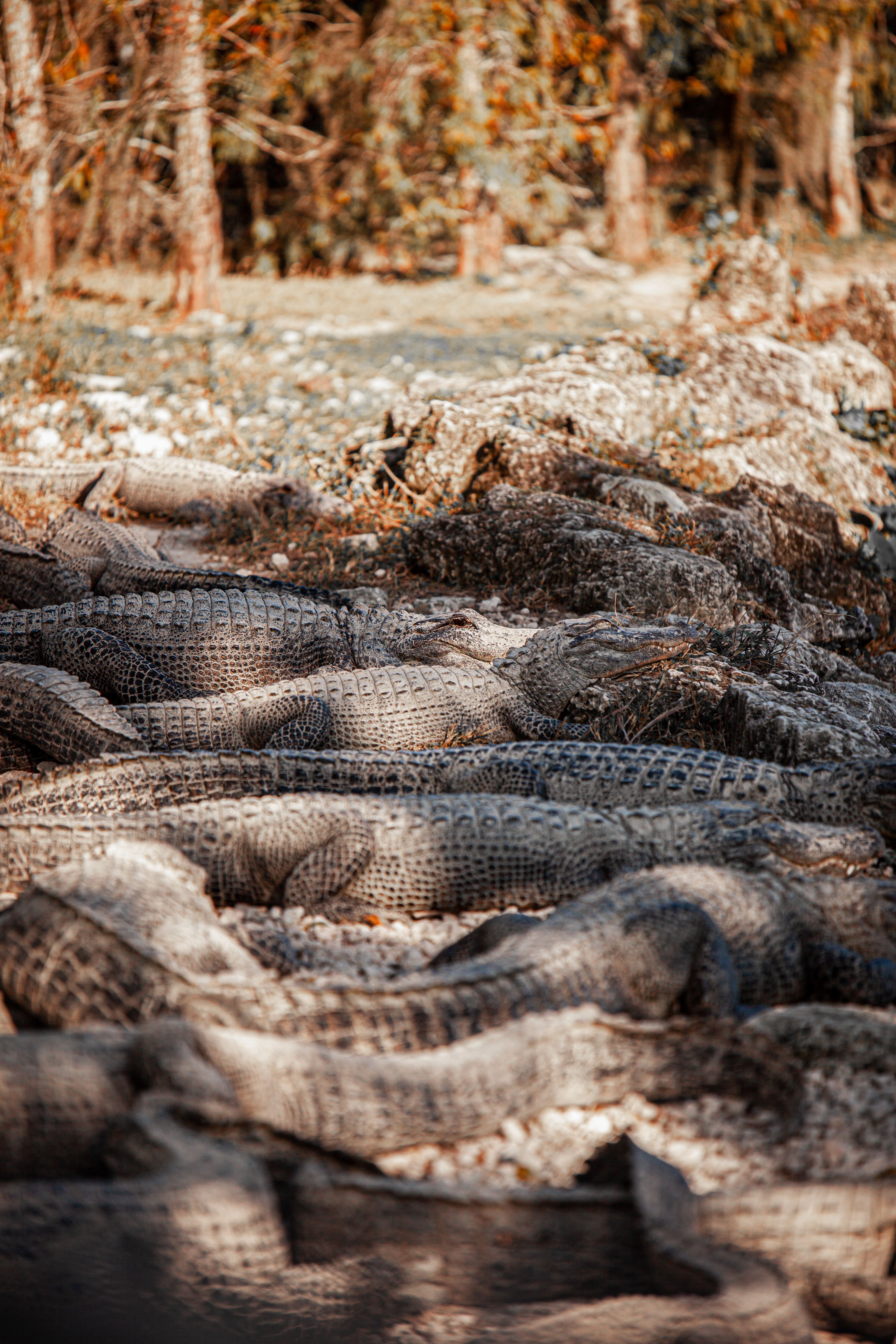 Crocodiles Lying Together · Free Stock Photo