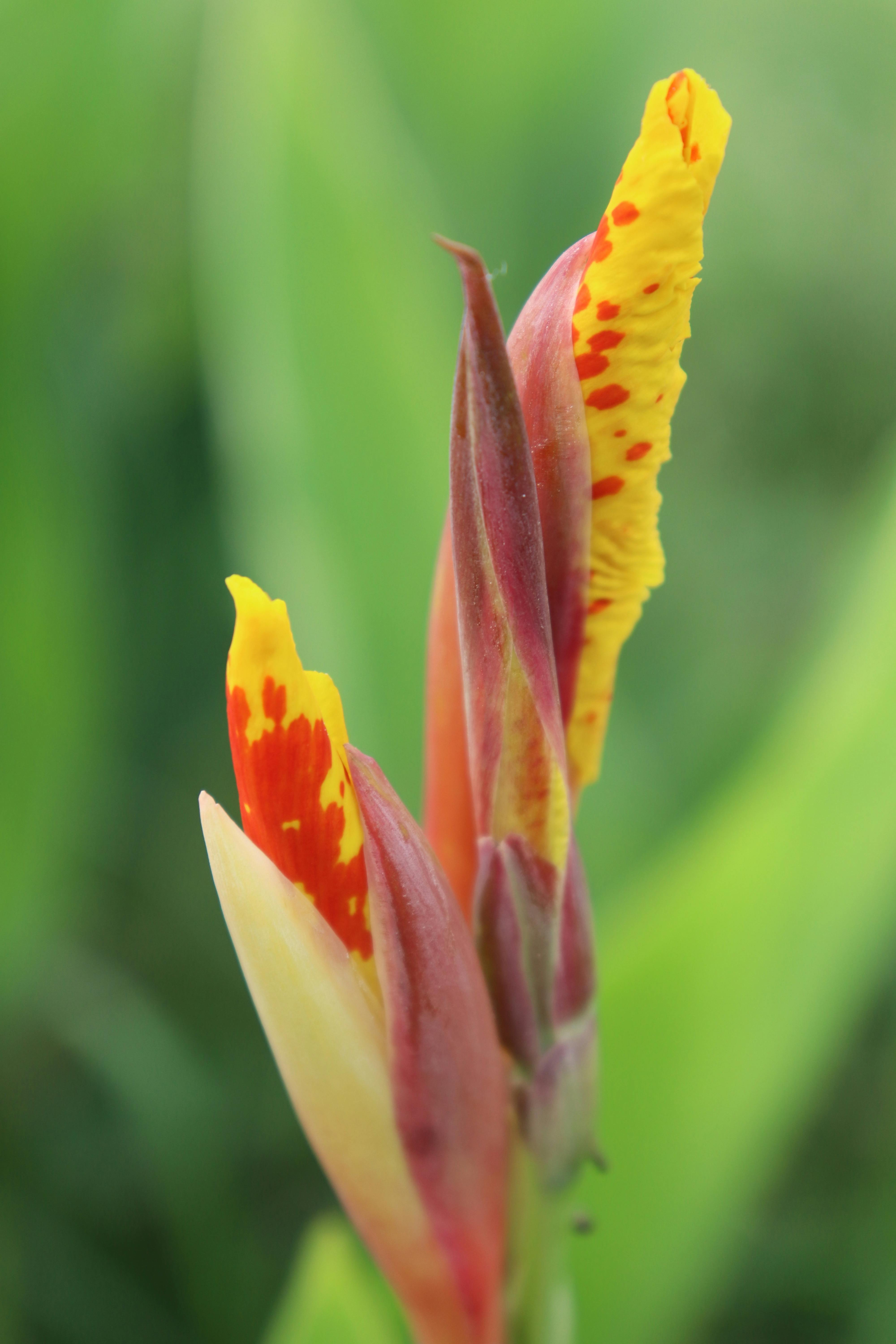 Close-Up Shot of Cannaceae Flower in Bloom · Free Stock Photo
