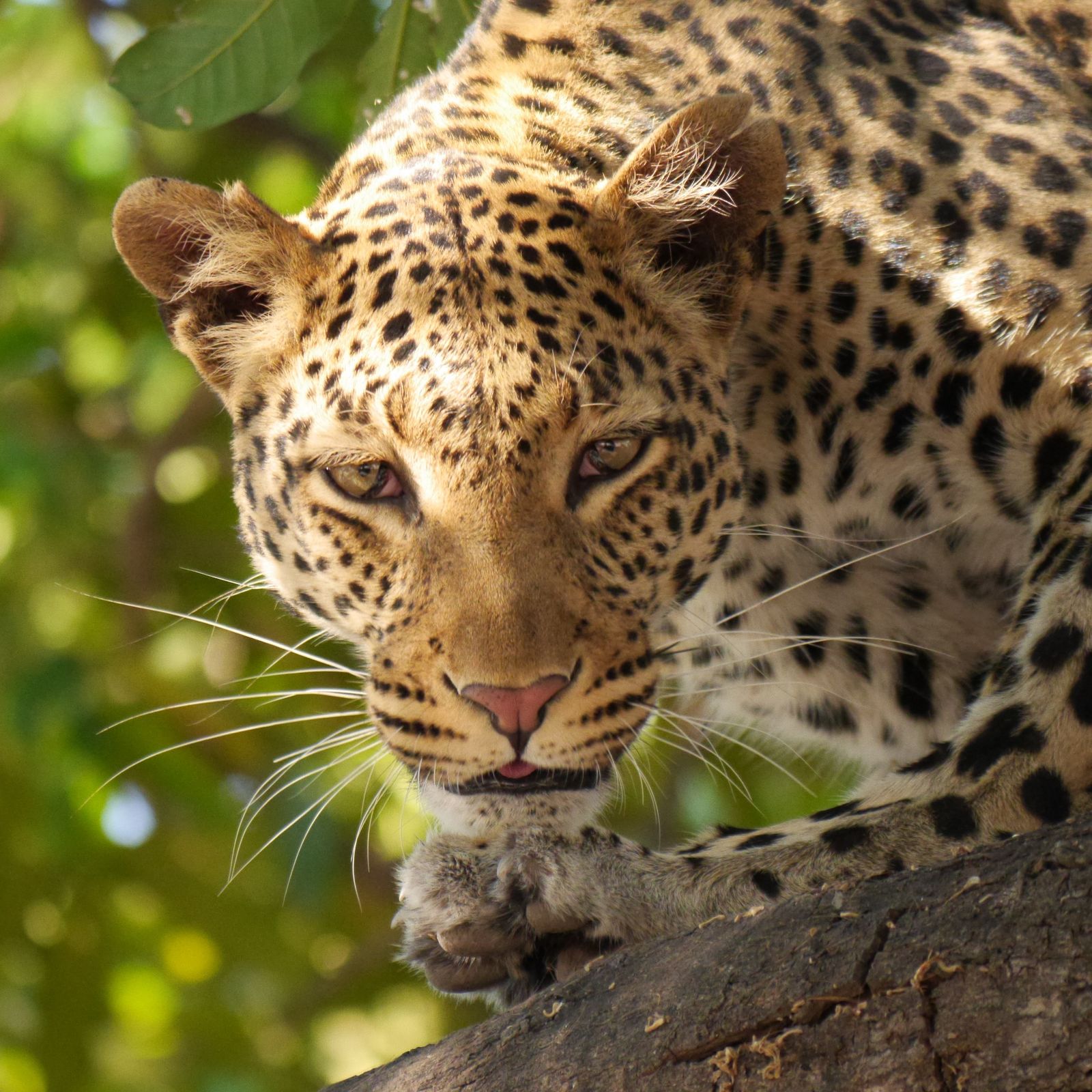 5,000+ Best Leopard Photos · 100% Free Download · Pexels Stock Photos