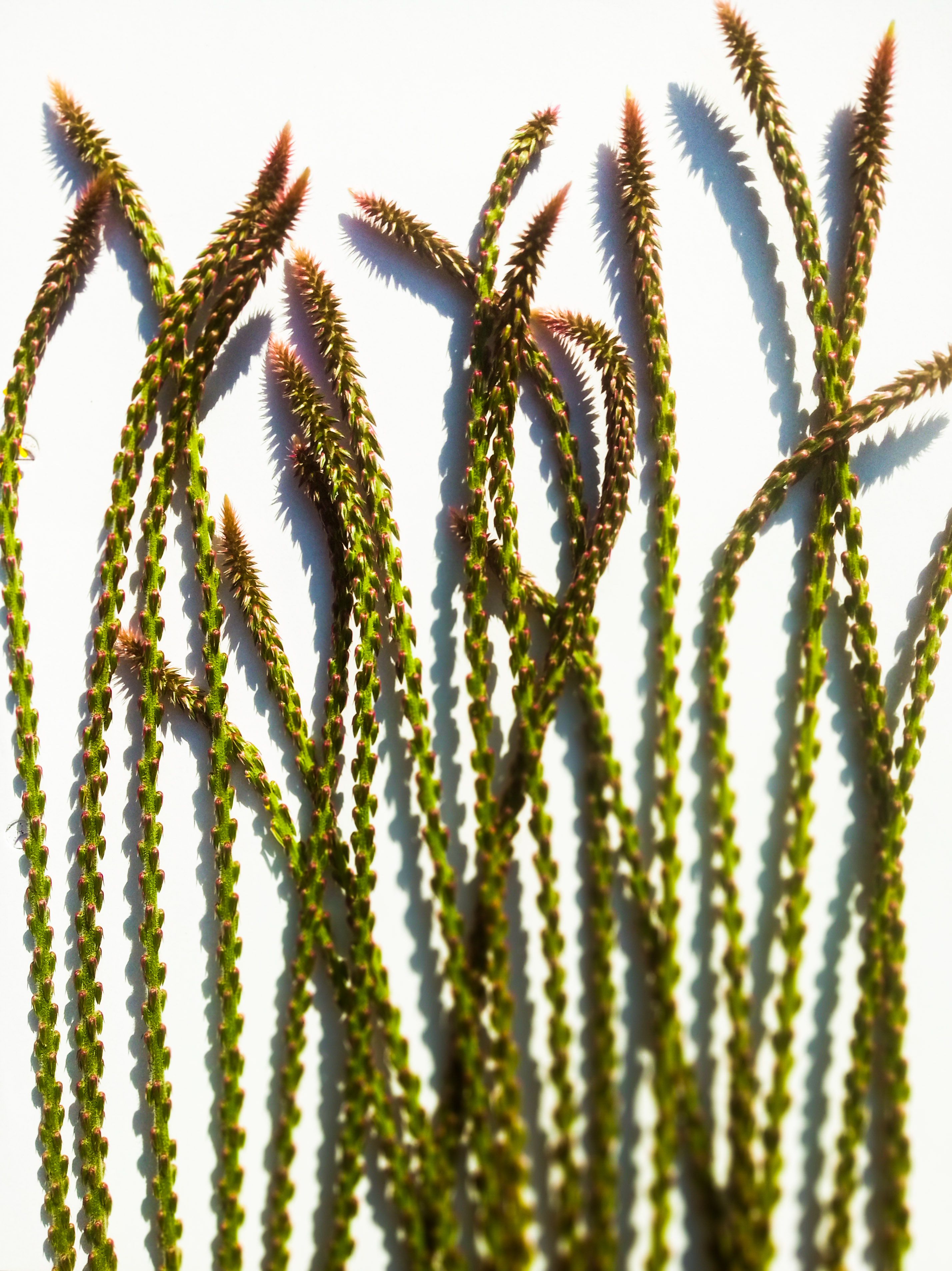 Collection of plants on white background · Free Stock Photo