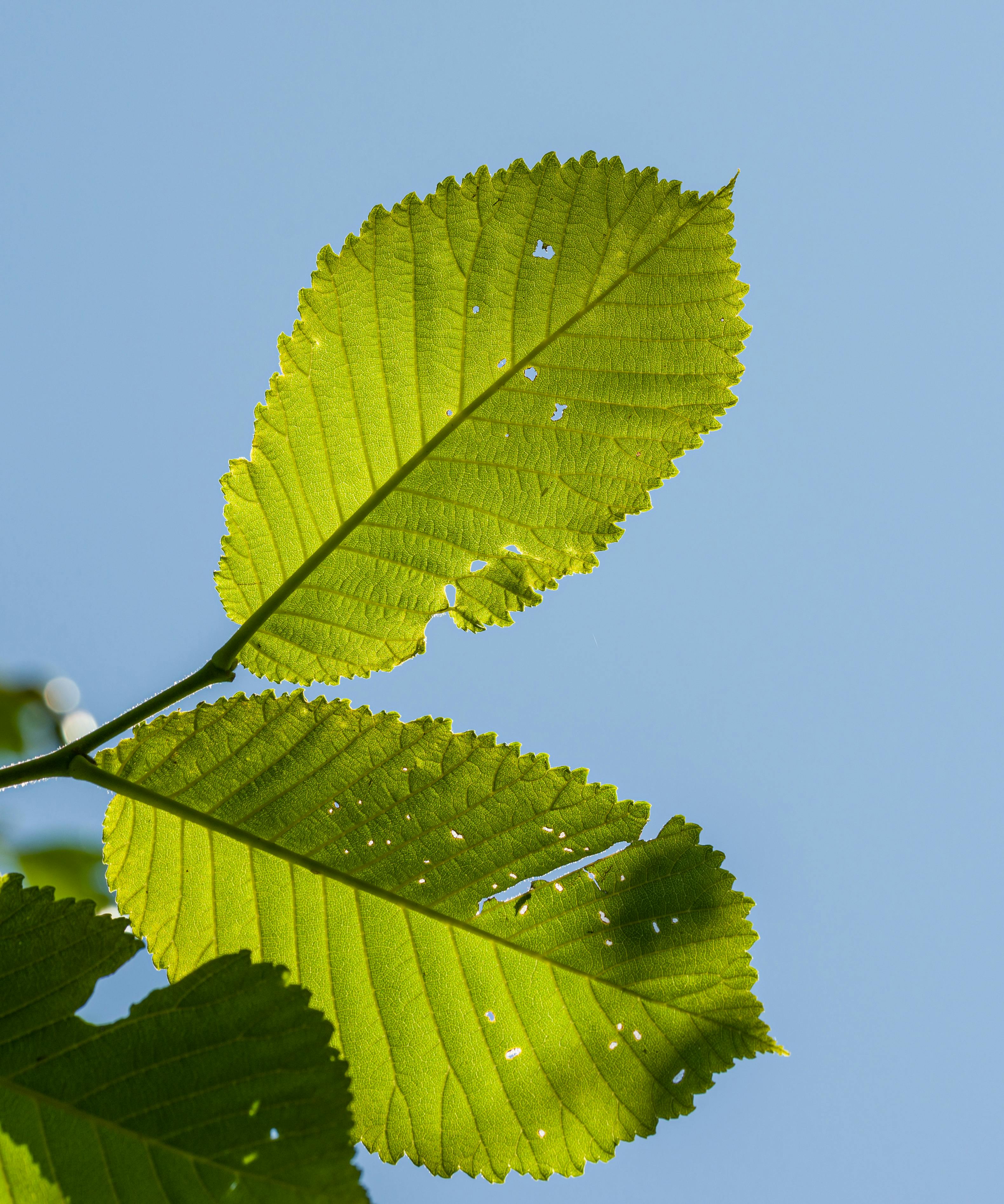 Green Leafed Tree · Free Stock Photo
