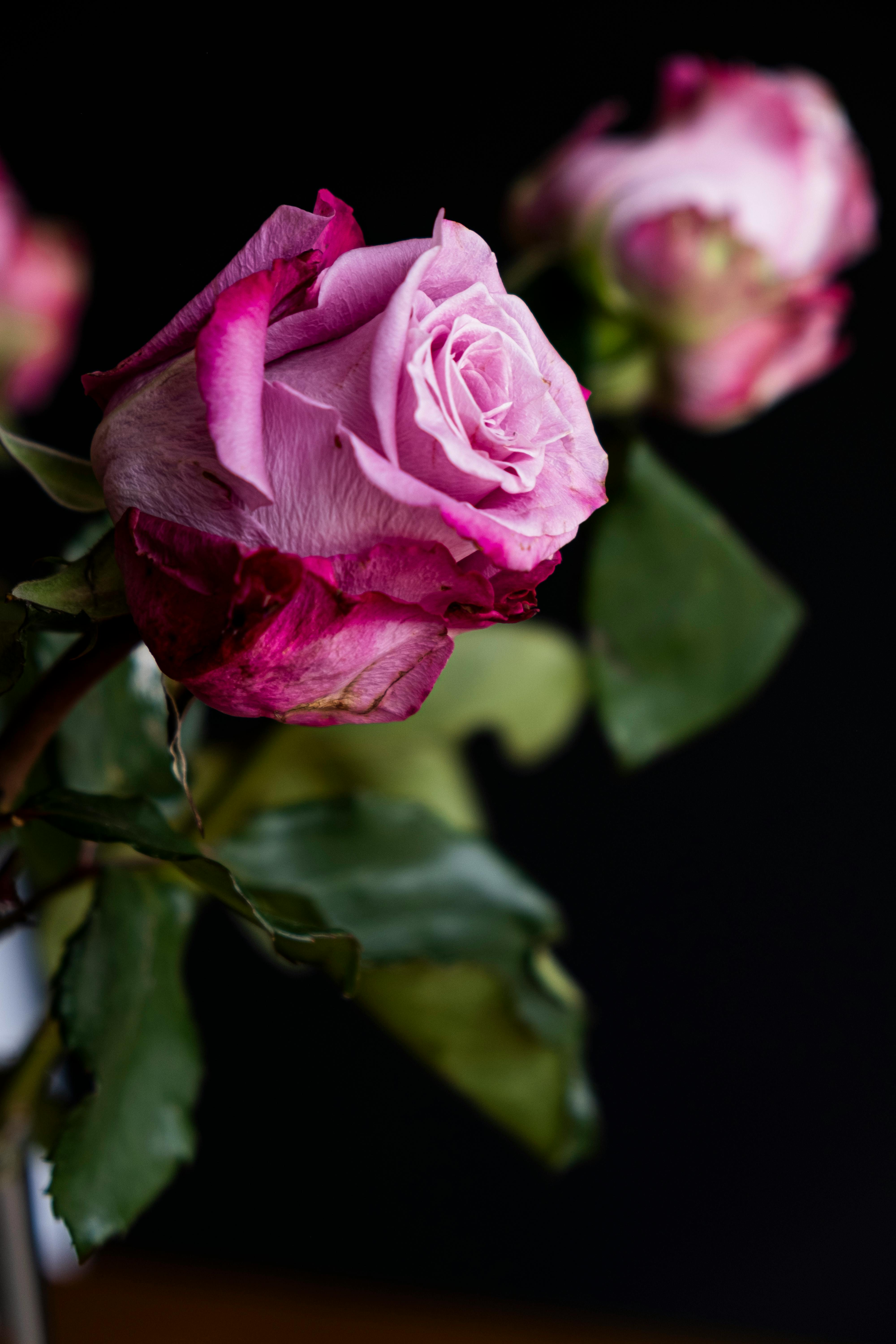 Pink Rose in Close Up Photography · Free Stock Photo