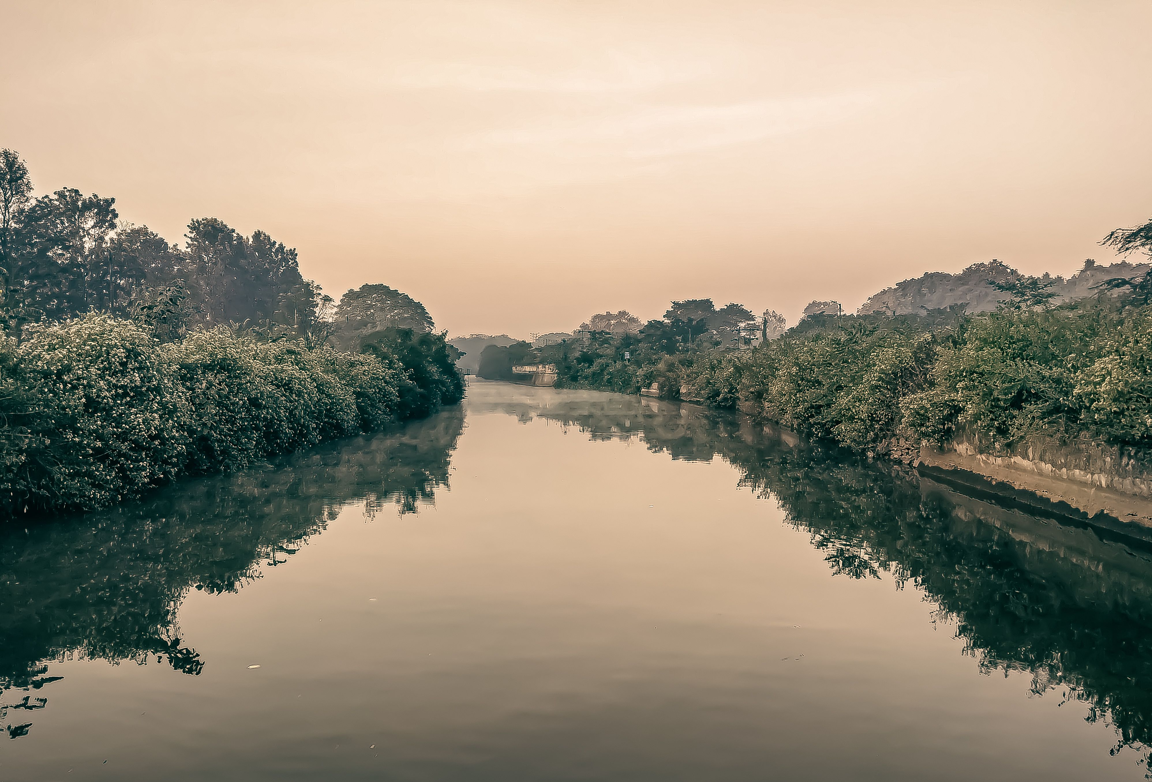 Rows of Shrubs Along River Bank · Free Stock Photo