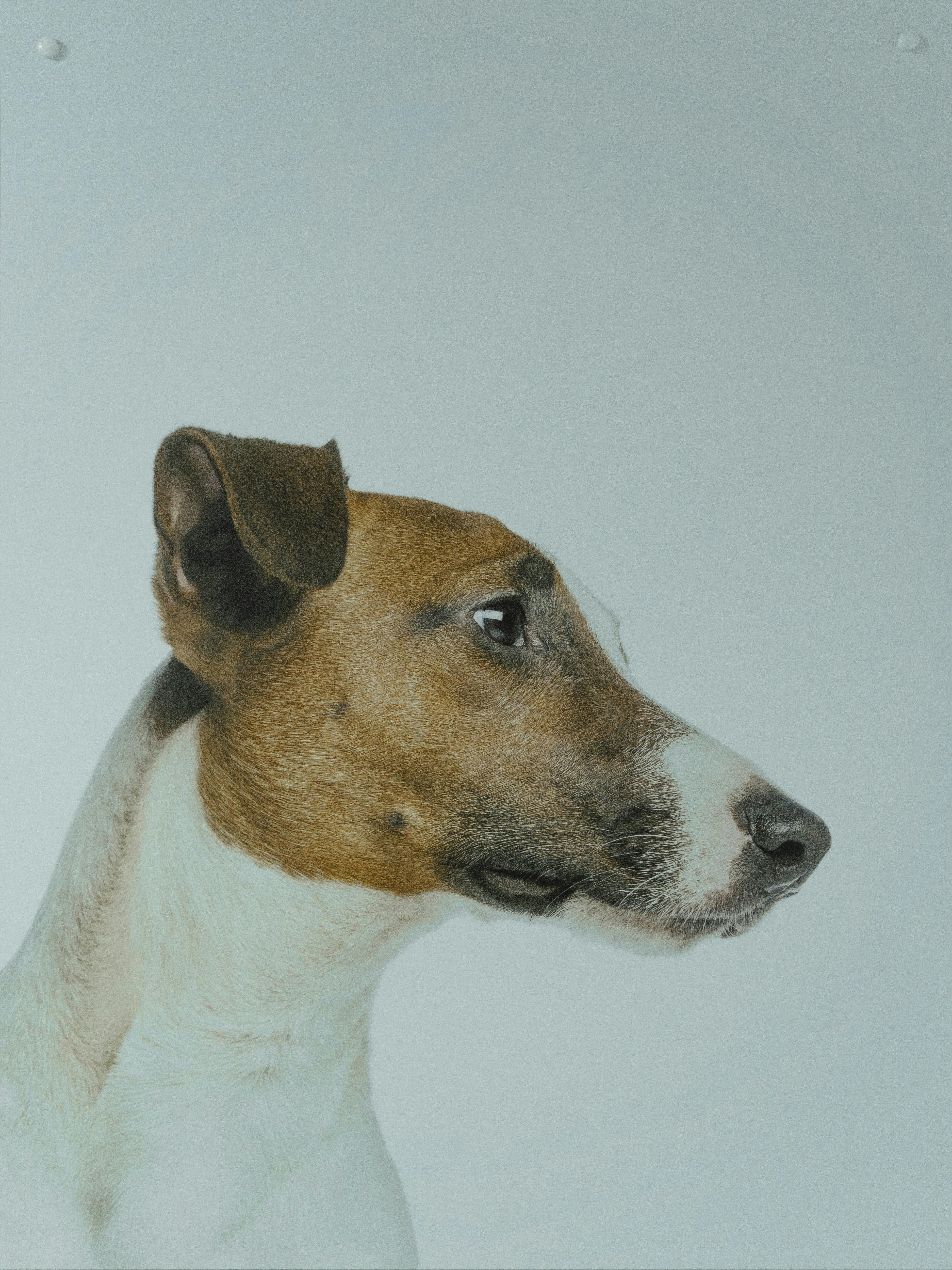 20,000+ Best Angry Dog Photos · 100% Free Download · Pexels Stock Photos