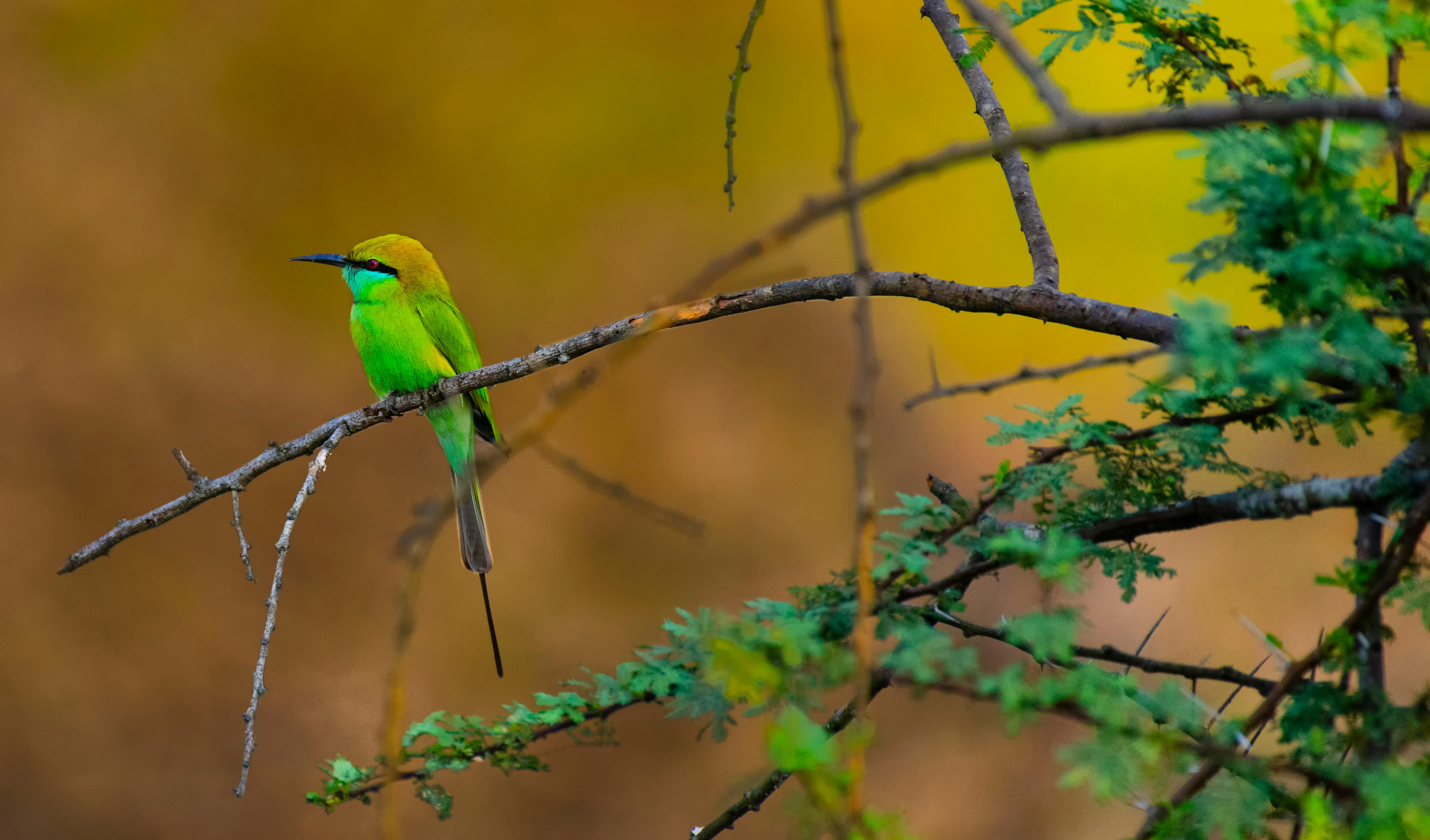 Colorful bird sitting on branch of tree · Free Stock Photo
