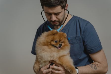 Understanding the Male Reproductive System in Dogs Naturally