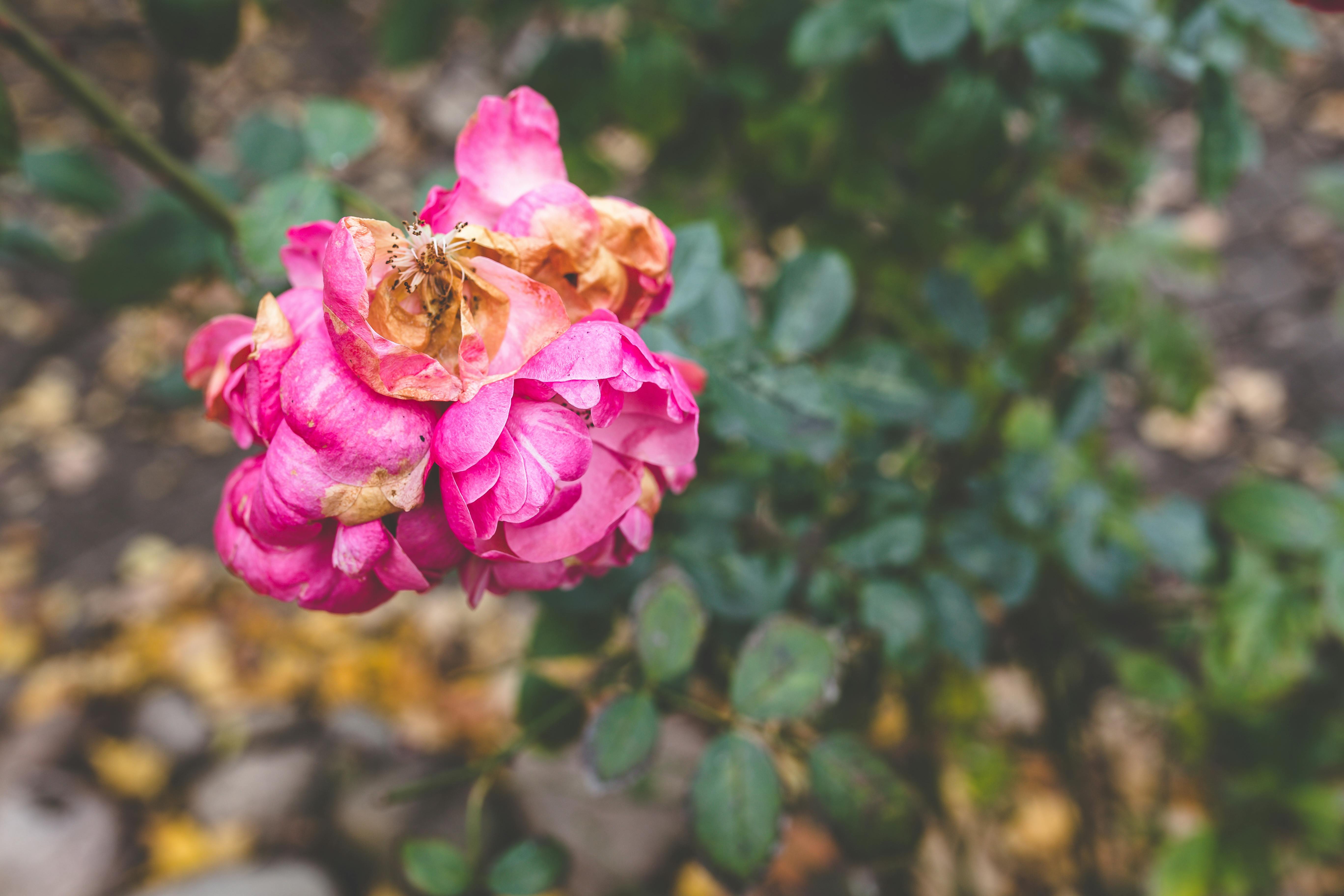 Faded Rose · Free Stock Photo