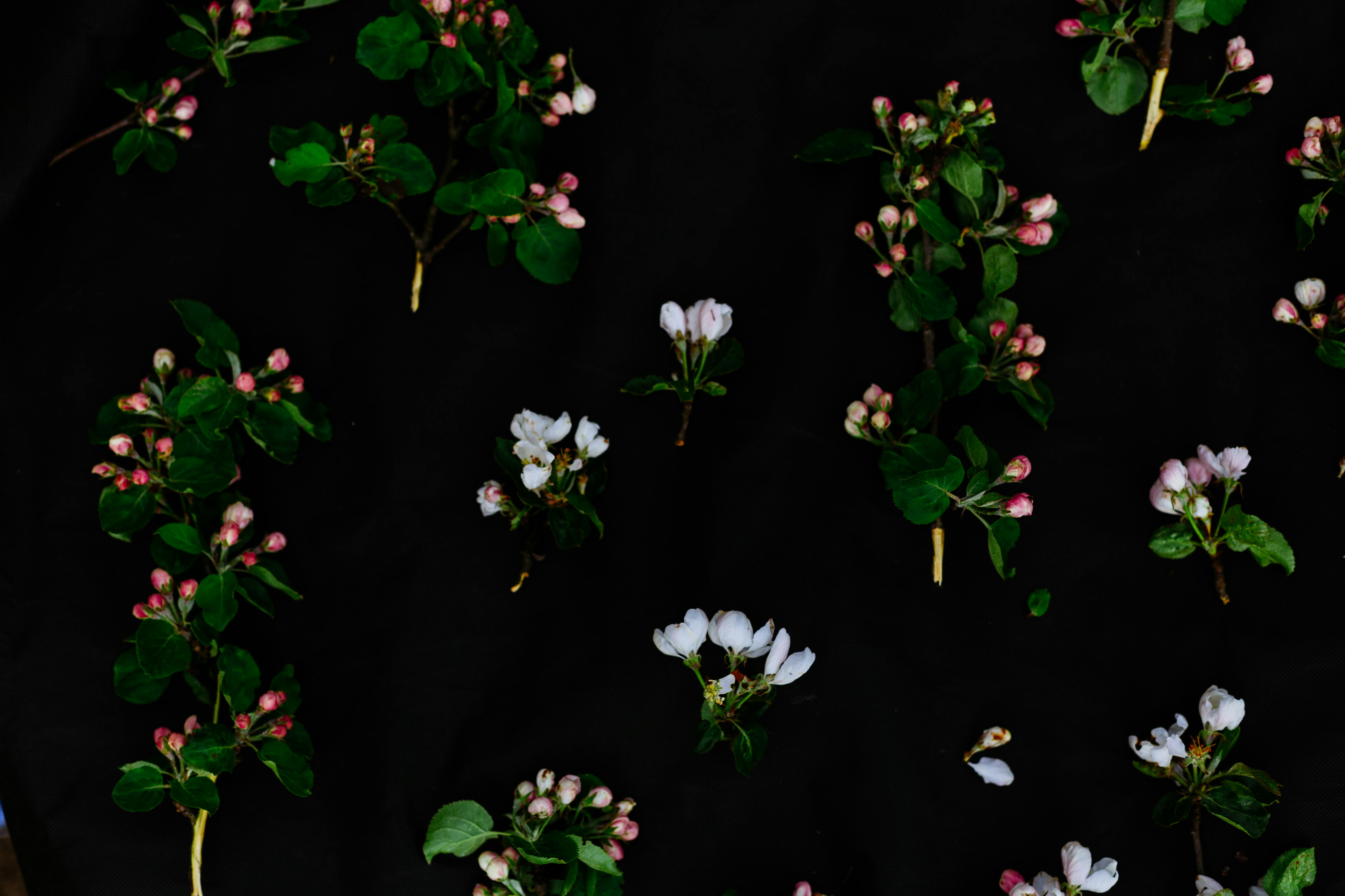 Red Flowering Tree · Free Stock Photo