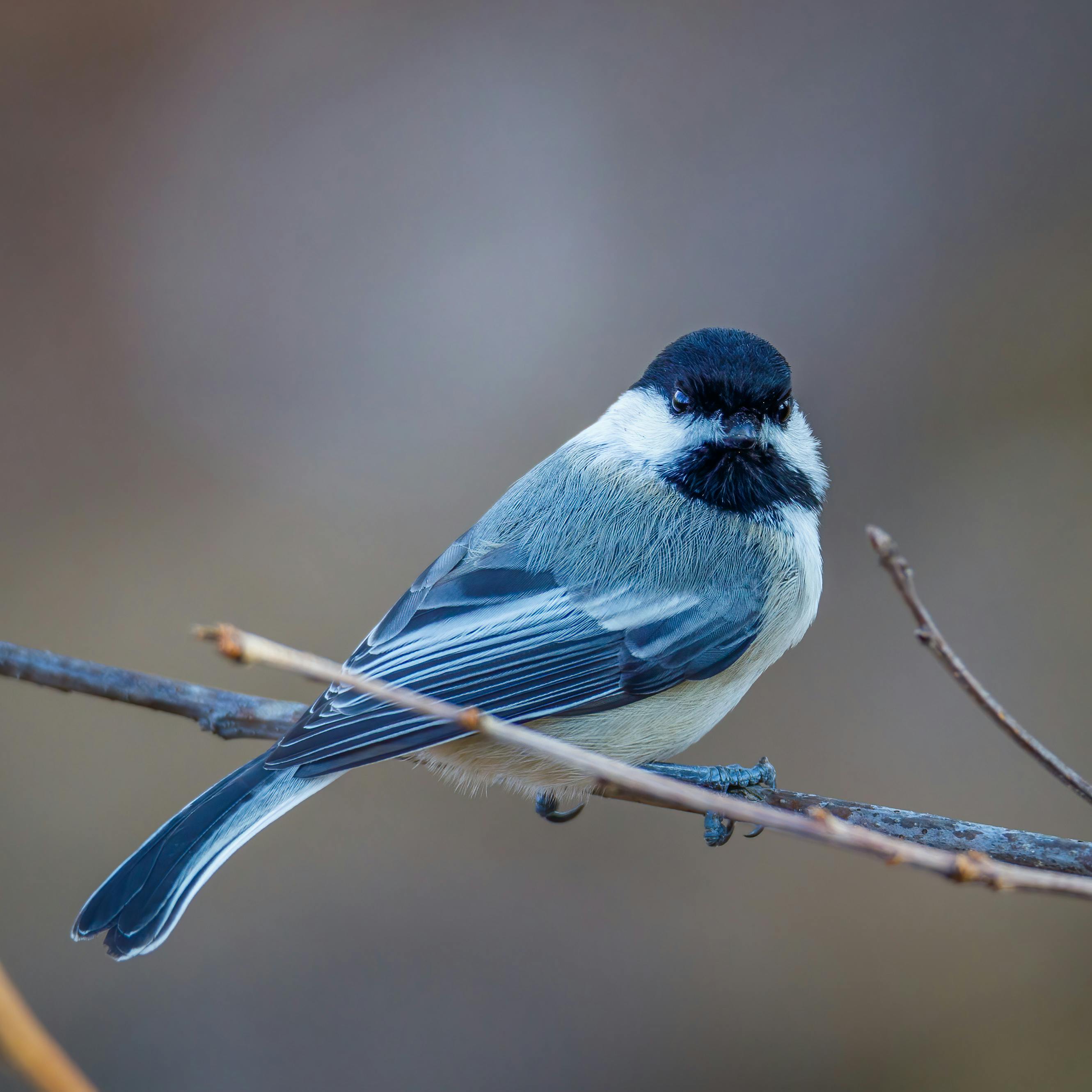 Chickadee Photos, Download The BEST Free Chickadee Stock Photos & HD Images