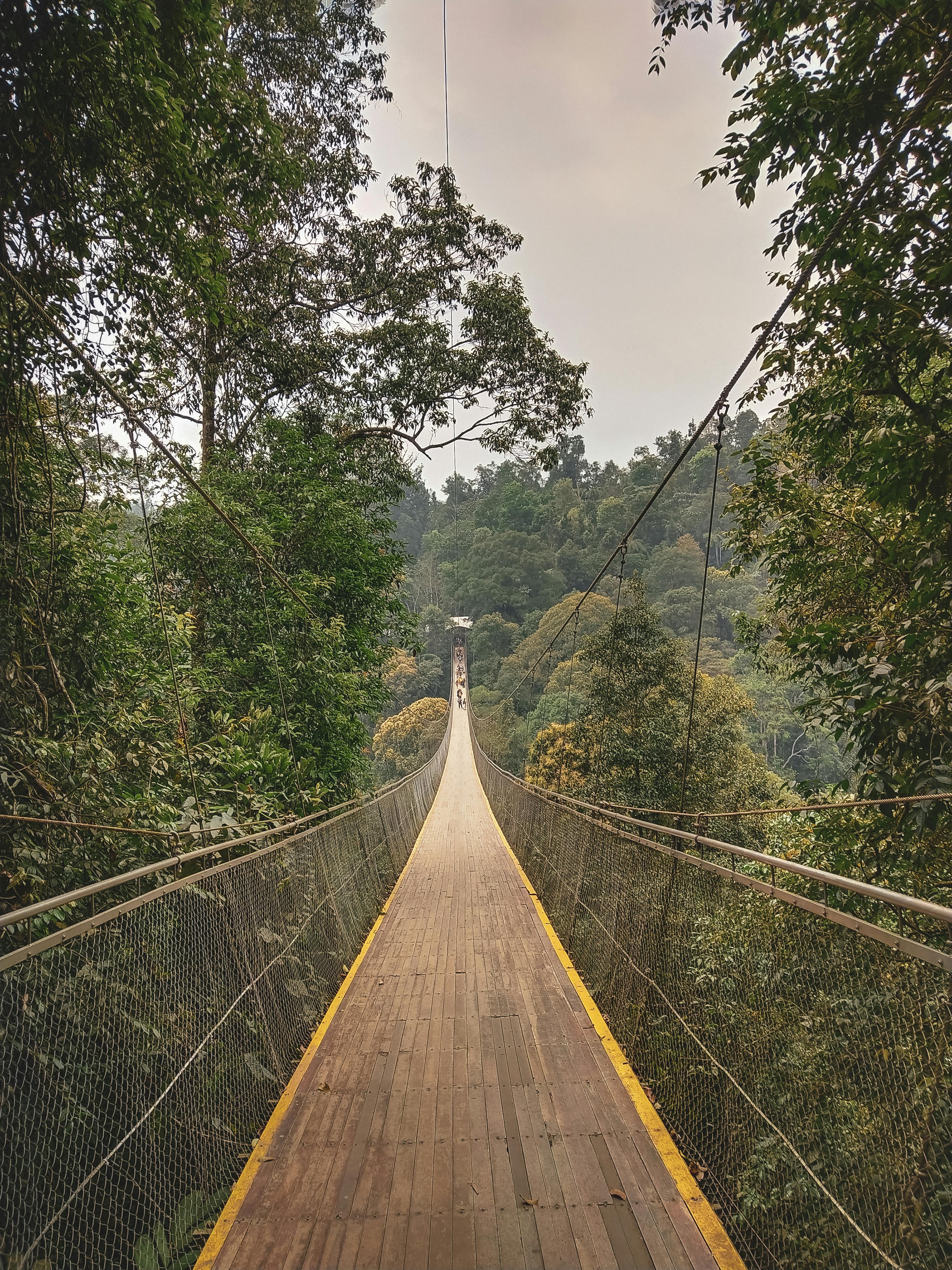Brown Wooden Bridge over Green Trees · Free Stock Photo
