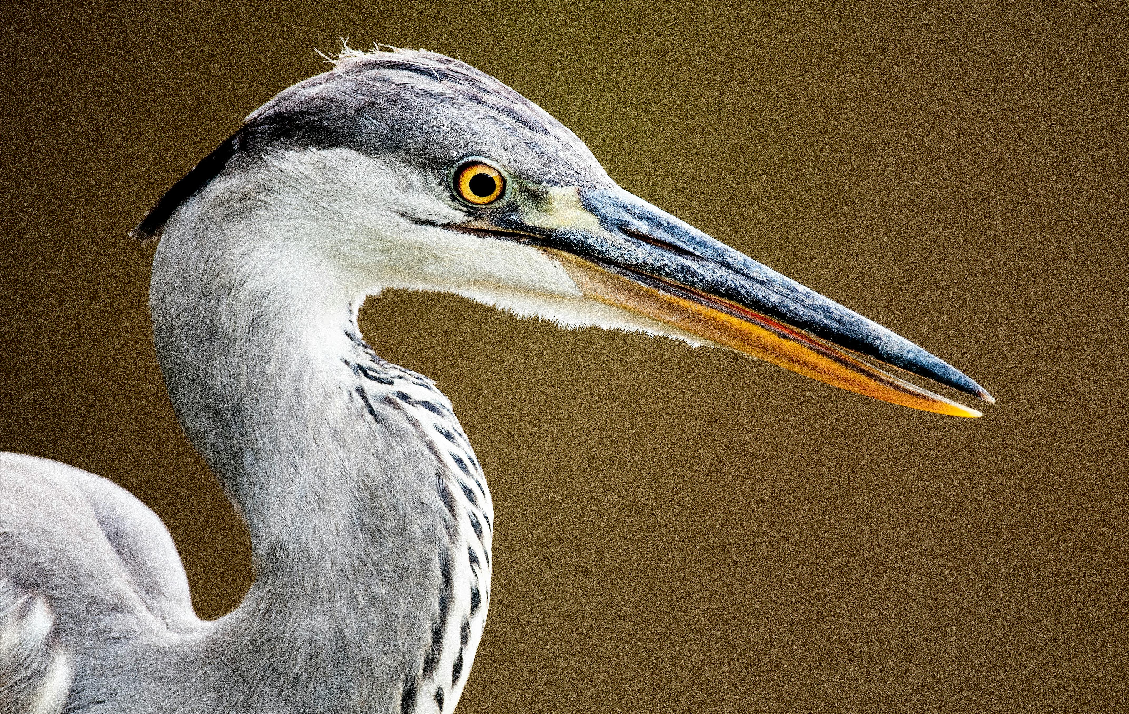 Gray Bird · Free Stock Photo