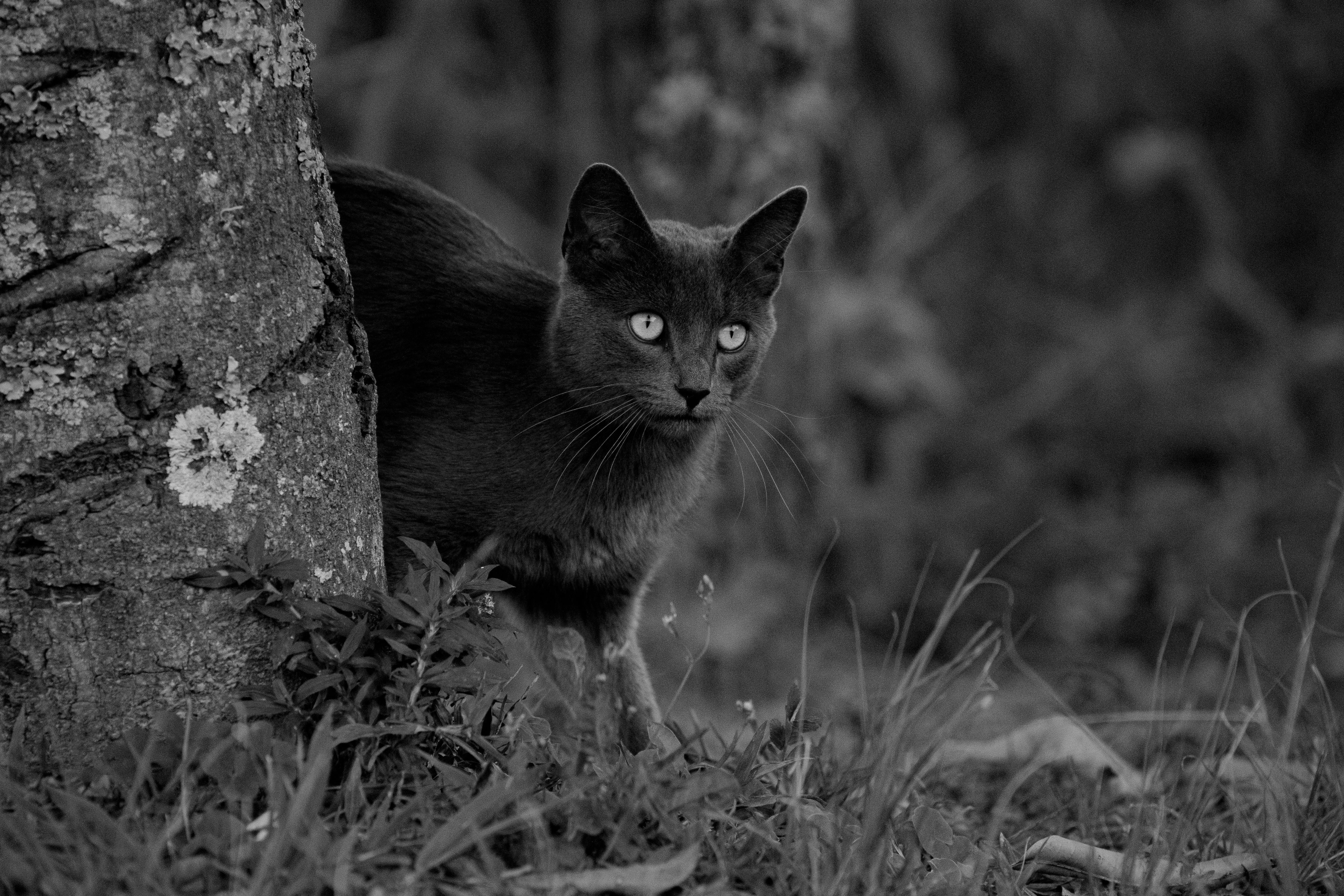 Attentive cat crawling on grass near tree trunk · Free Stock Photo