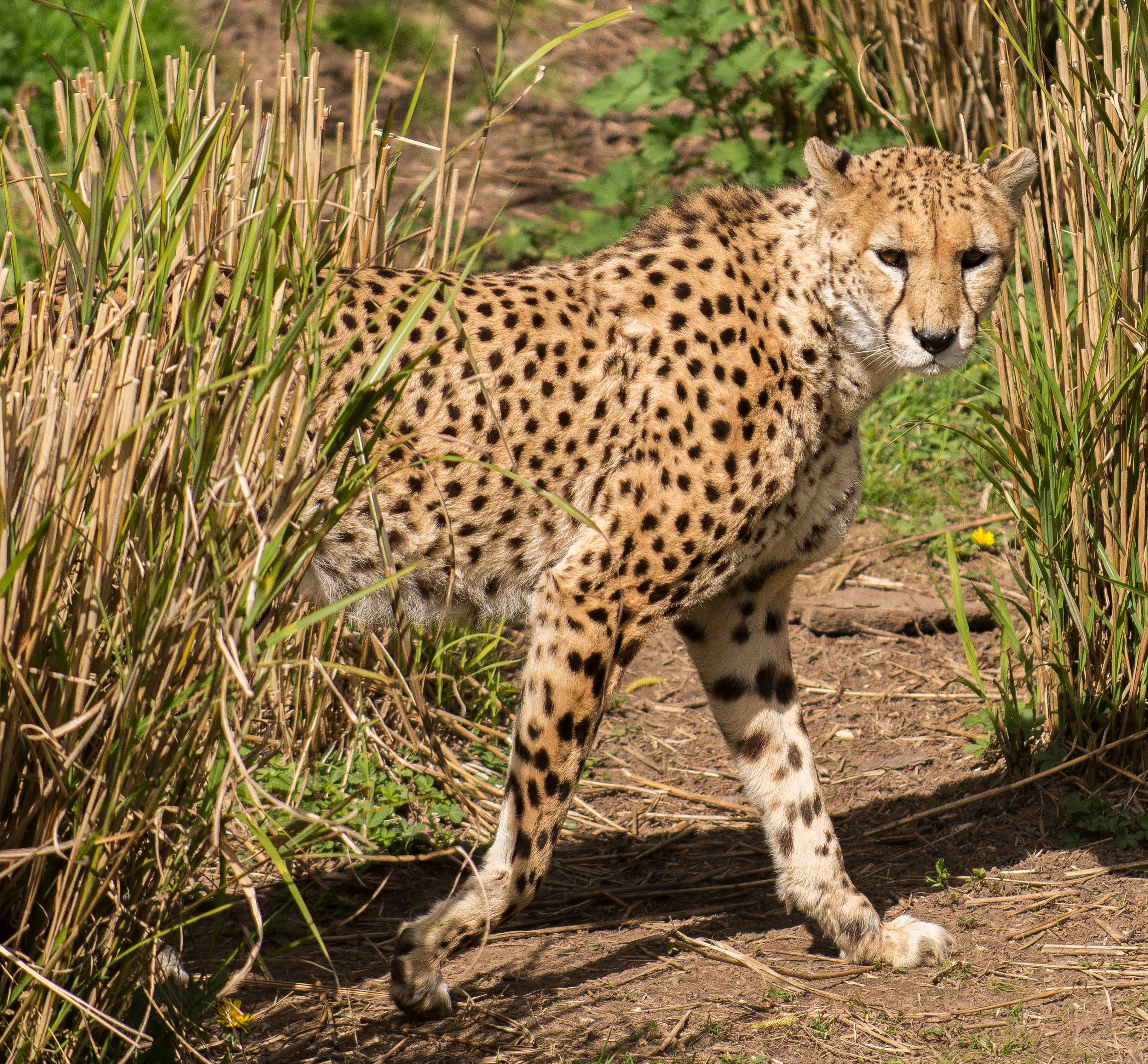 Cheetah Walking Behind Tall Grasses on a Safari · Free Stock Photo