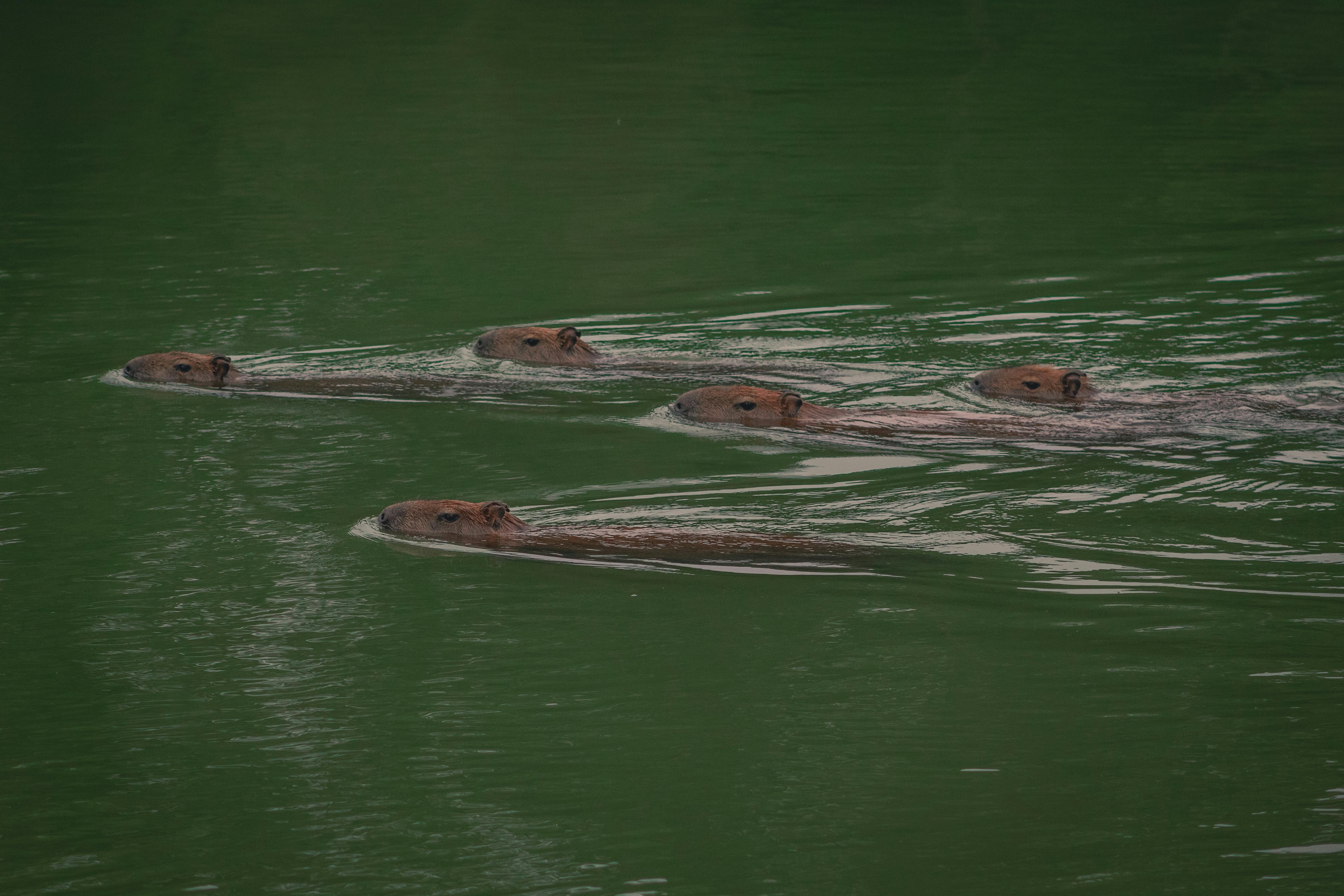 A Capybara Swimming in Water · Free Stock Photo
