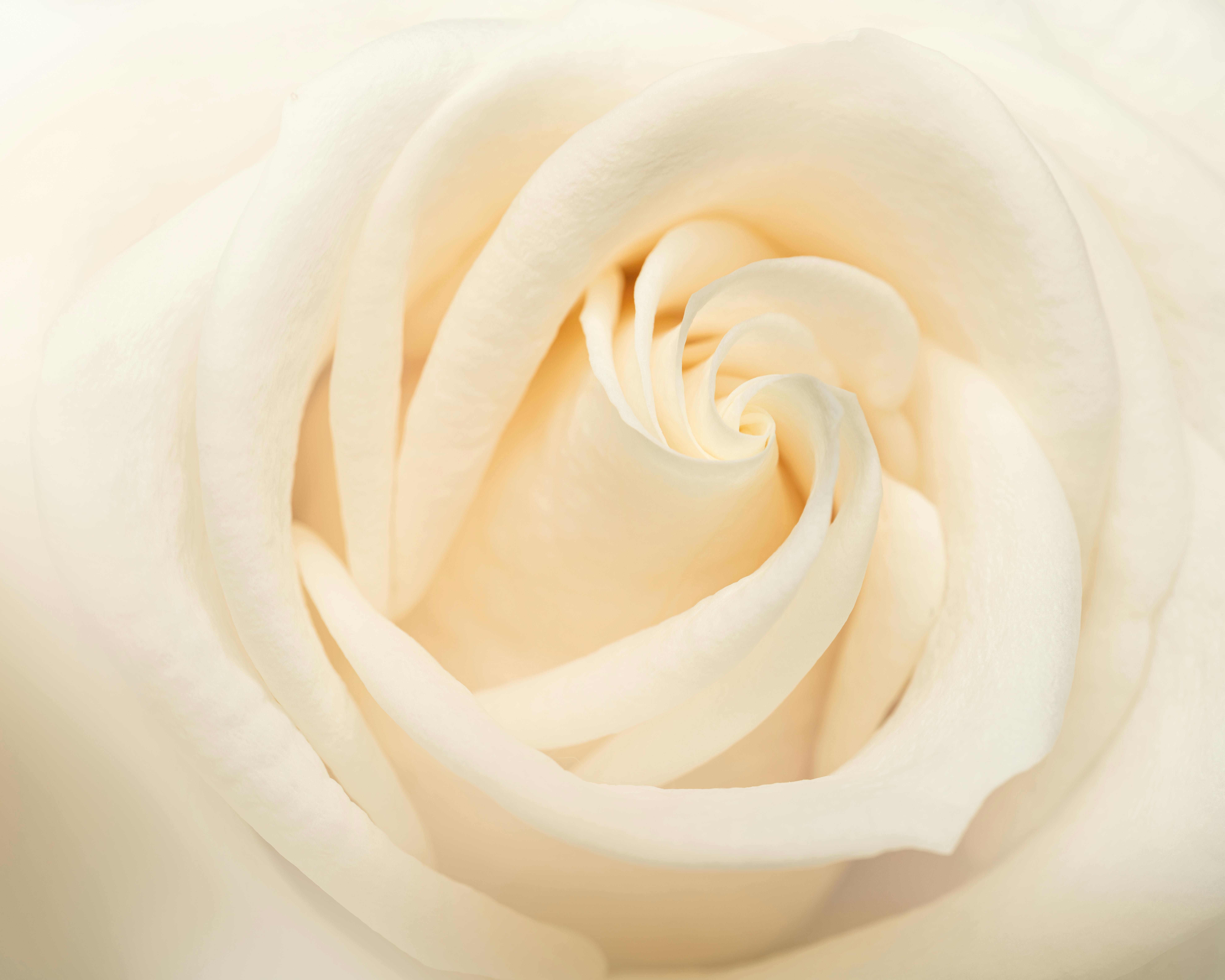 Gentle fresh white rose flower · Free Stock Photo