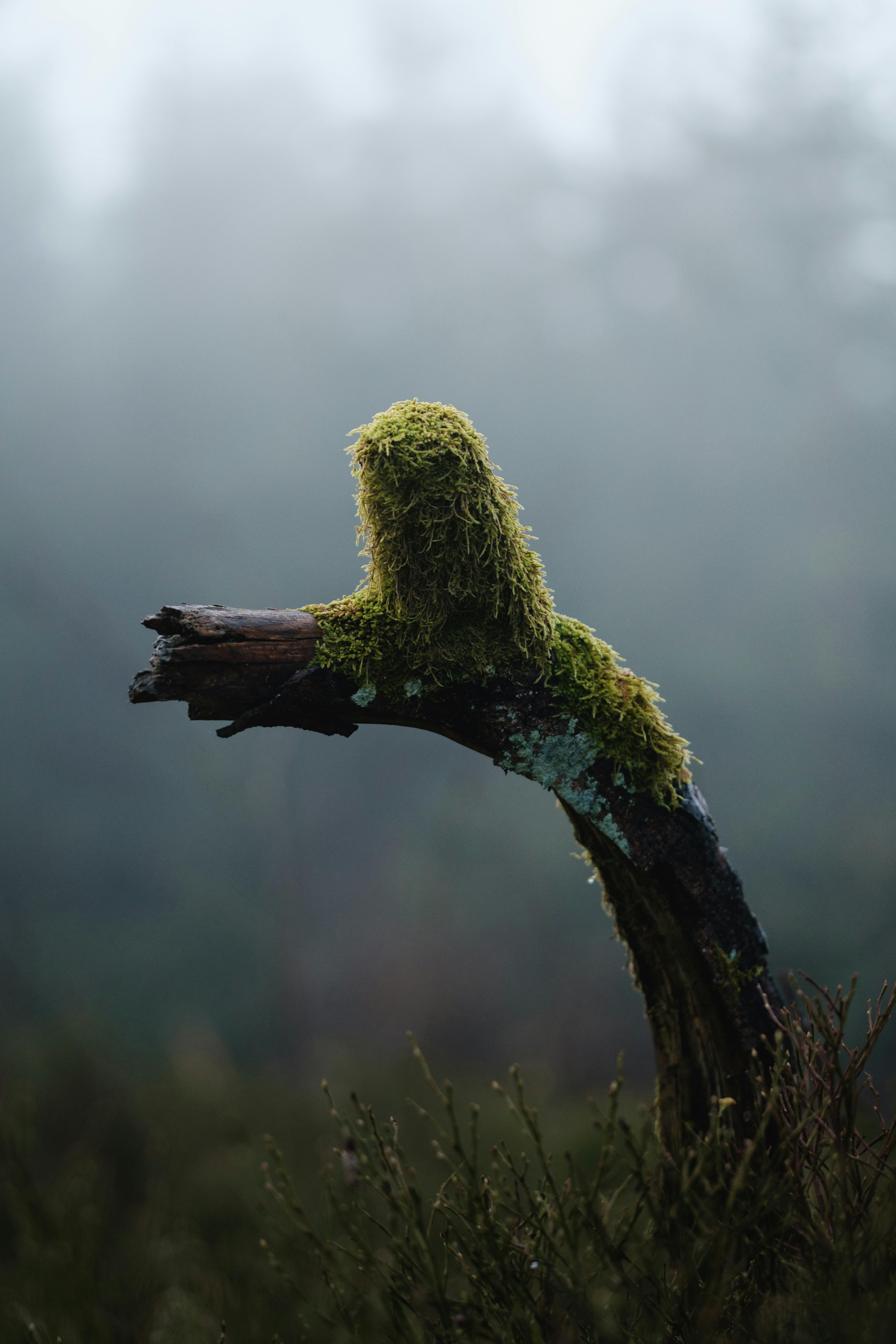 1000+ Interesting Dead Tree Photos · Pexels · Free Stock Photos