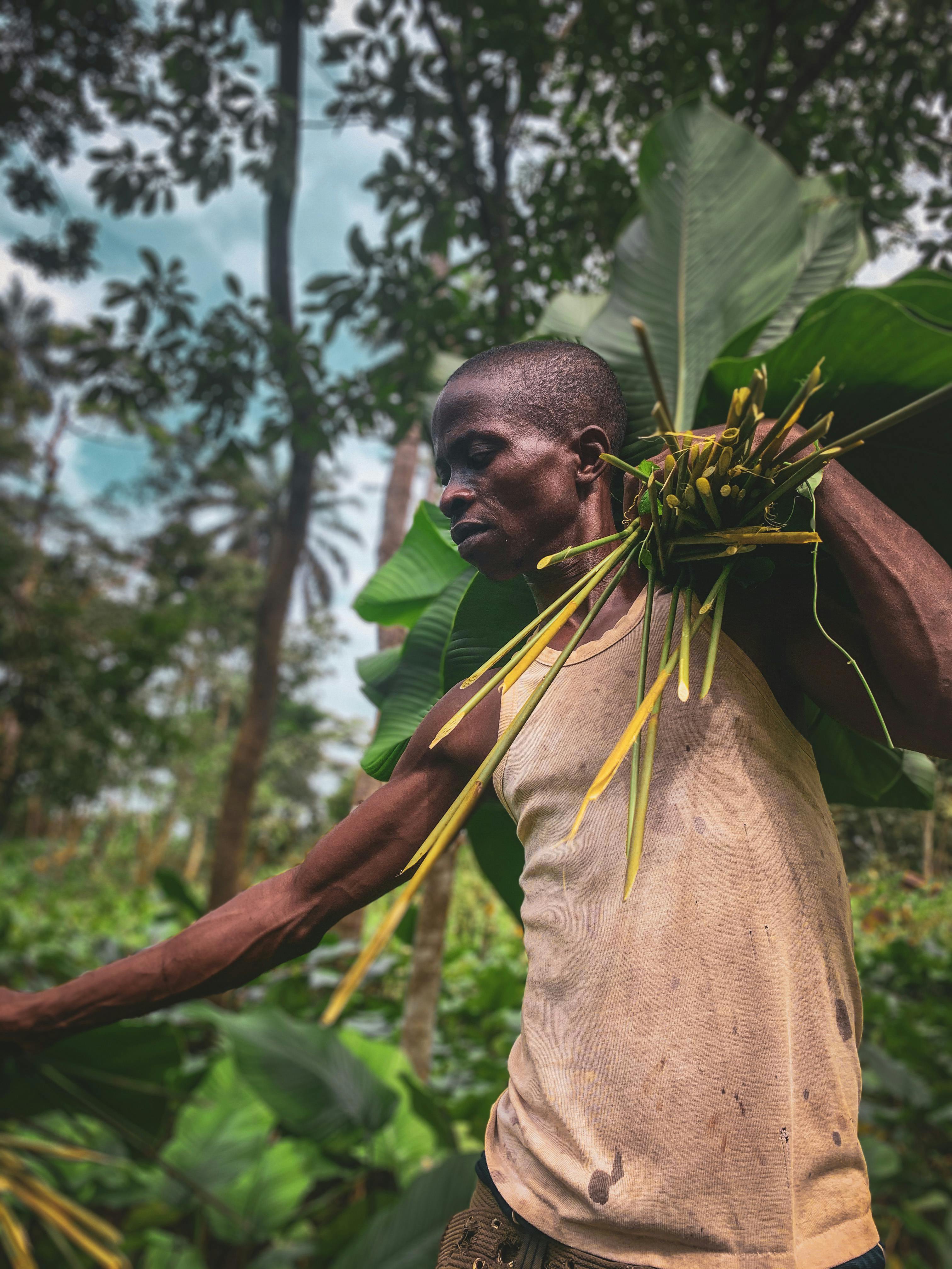 Man Carrying Leaves · Free Stock Photo