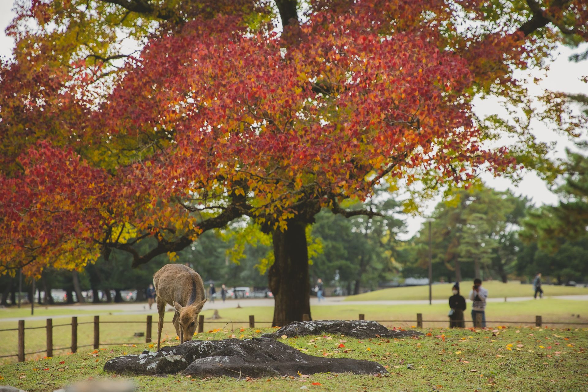 Nara Travel Guide 2026 — Where to Eat, Stay & Wander | Facts From Upstairs