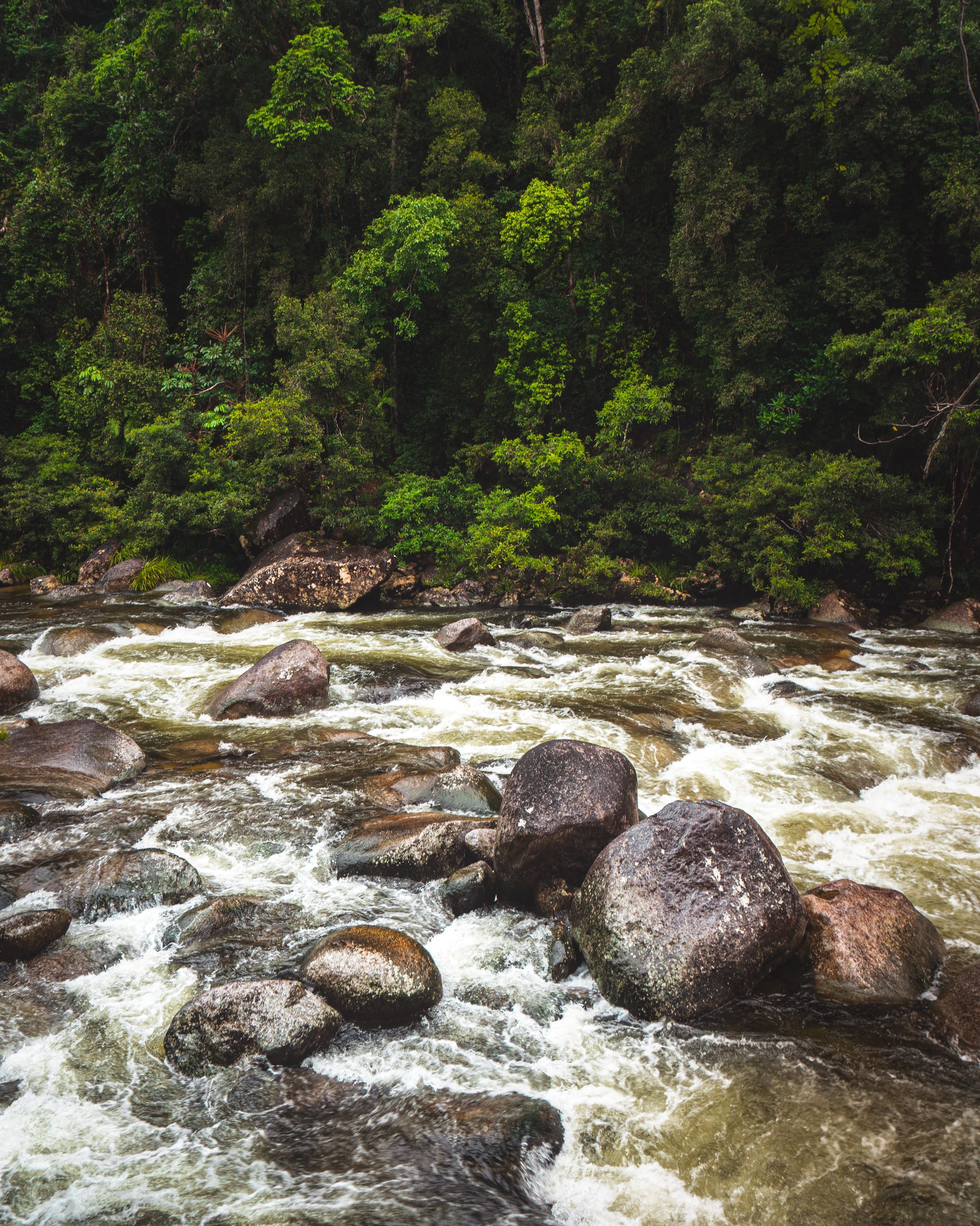 Australia The Daintree Rainforest Photos, Download The BEST Free ...