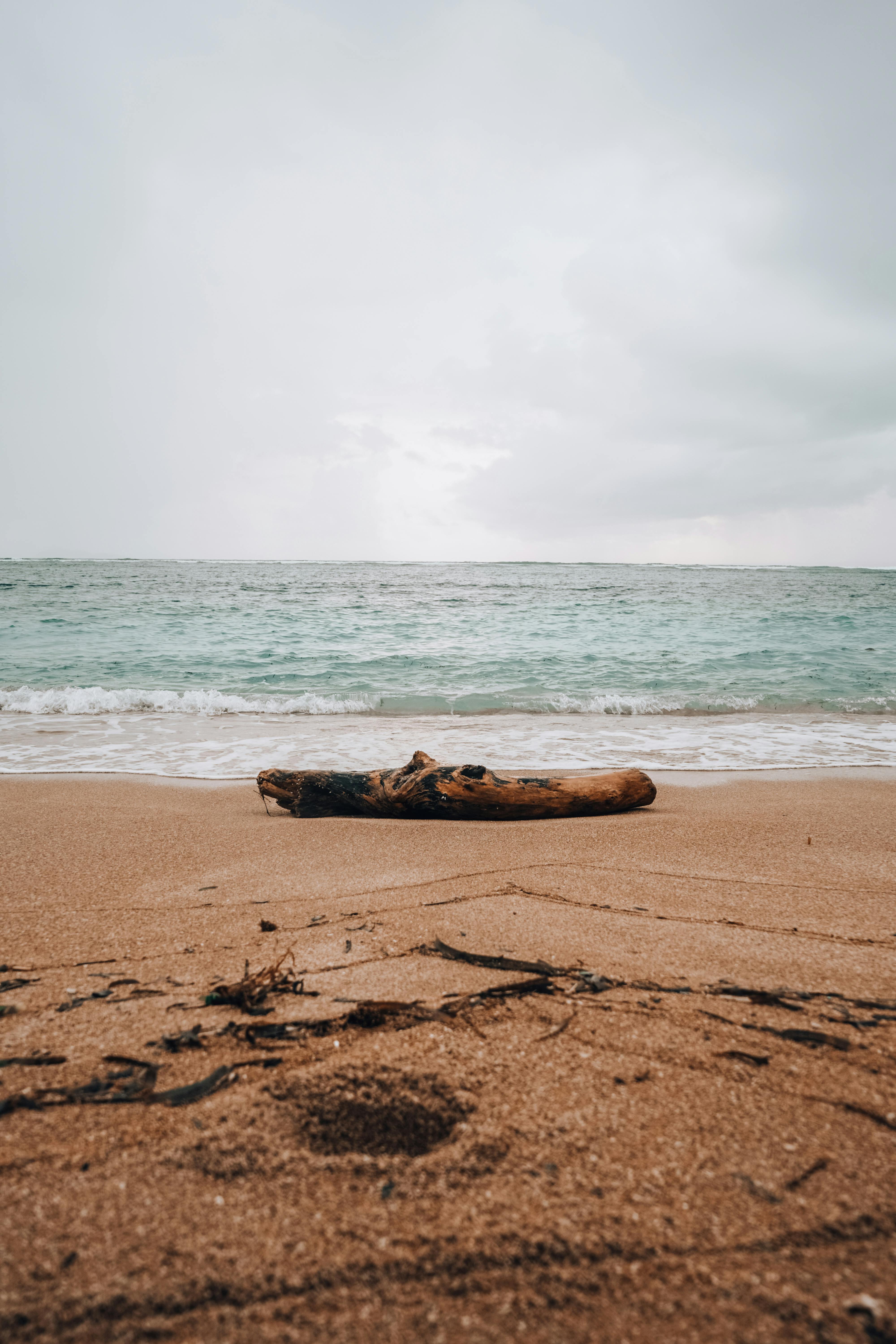 Wet log on sandy beach of sea · Free Stock Photo