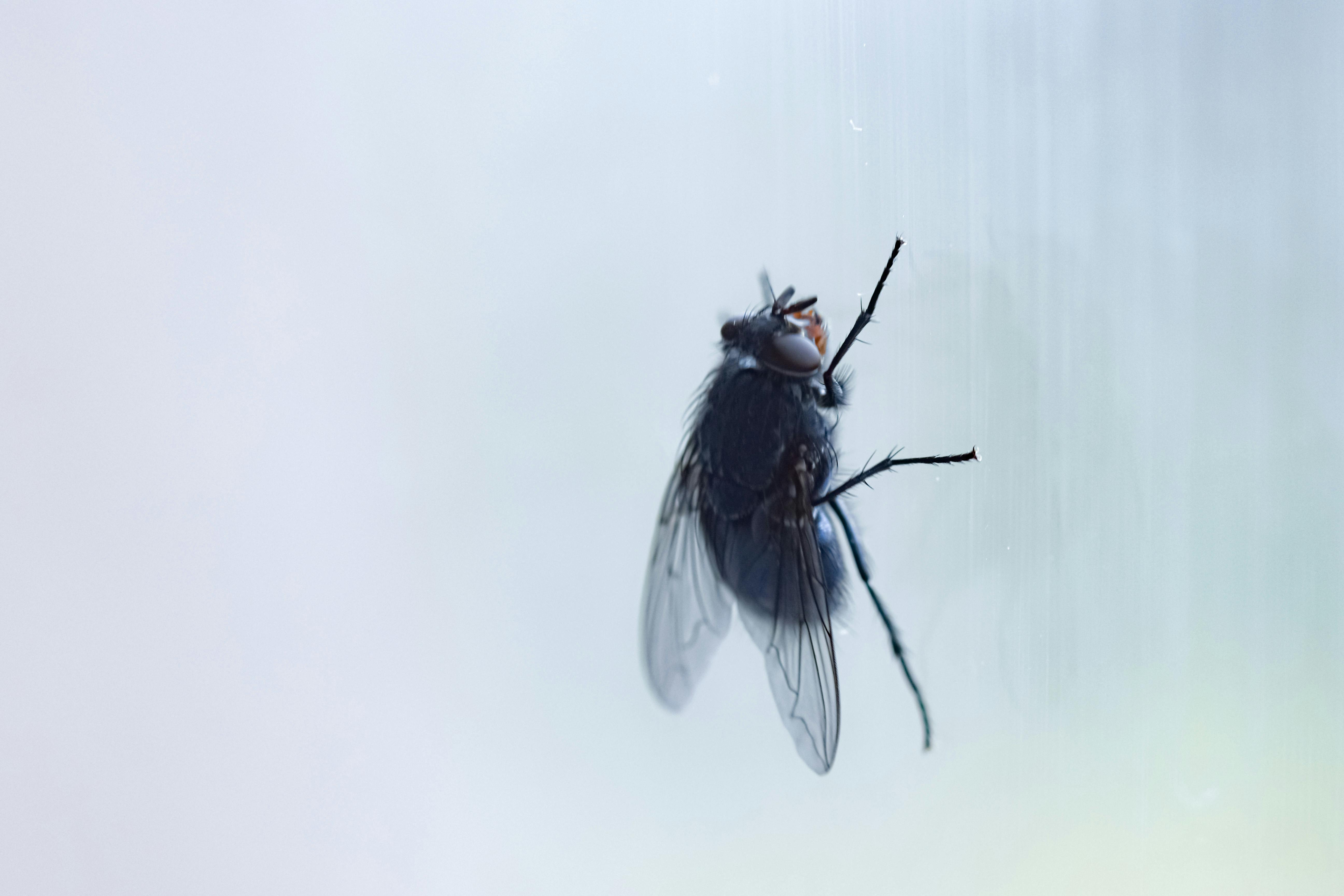 Black fly sitting on window · Free Stock Photo