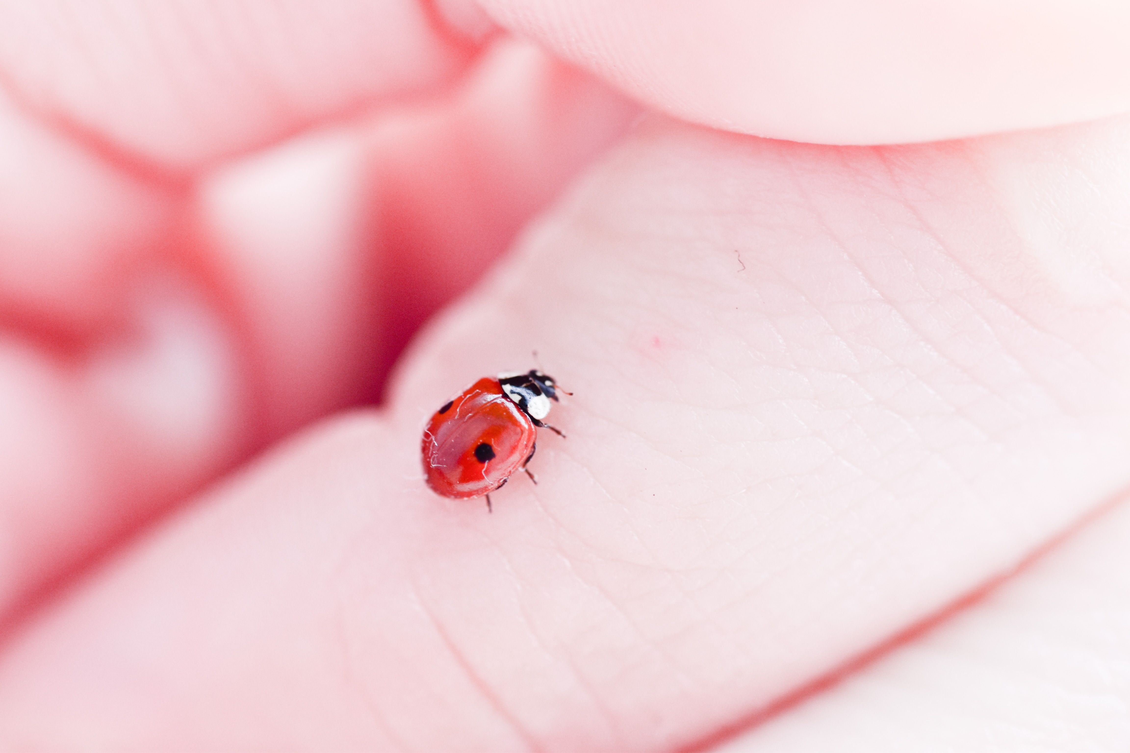 Cute harlequin ladybug standing on plant stem against black background ...