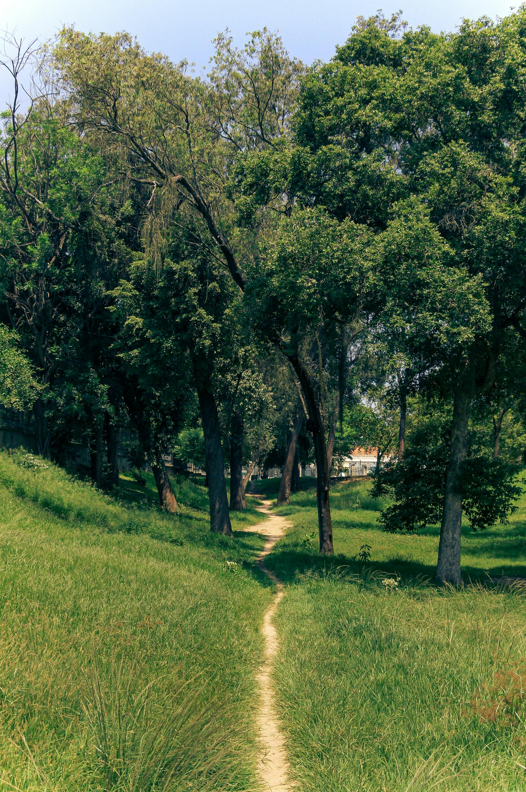 Green Grass Field Surrounded with Green Trees · Free Stock Photo