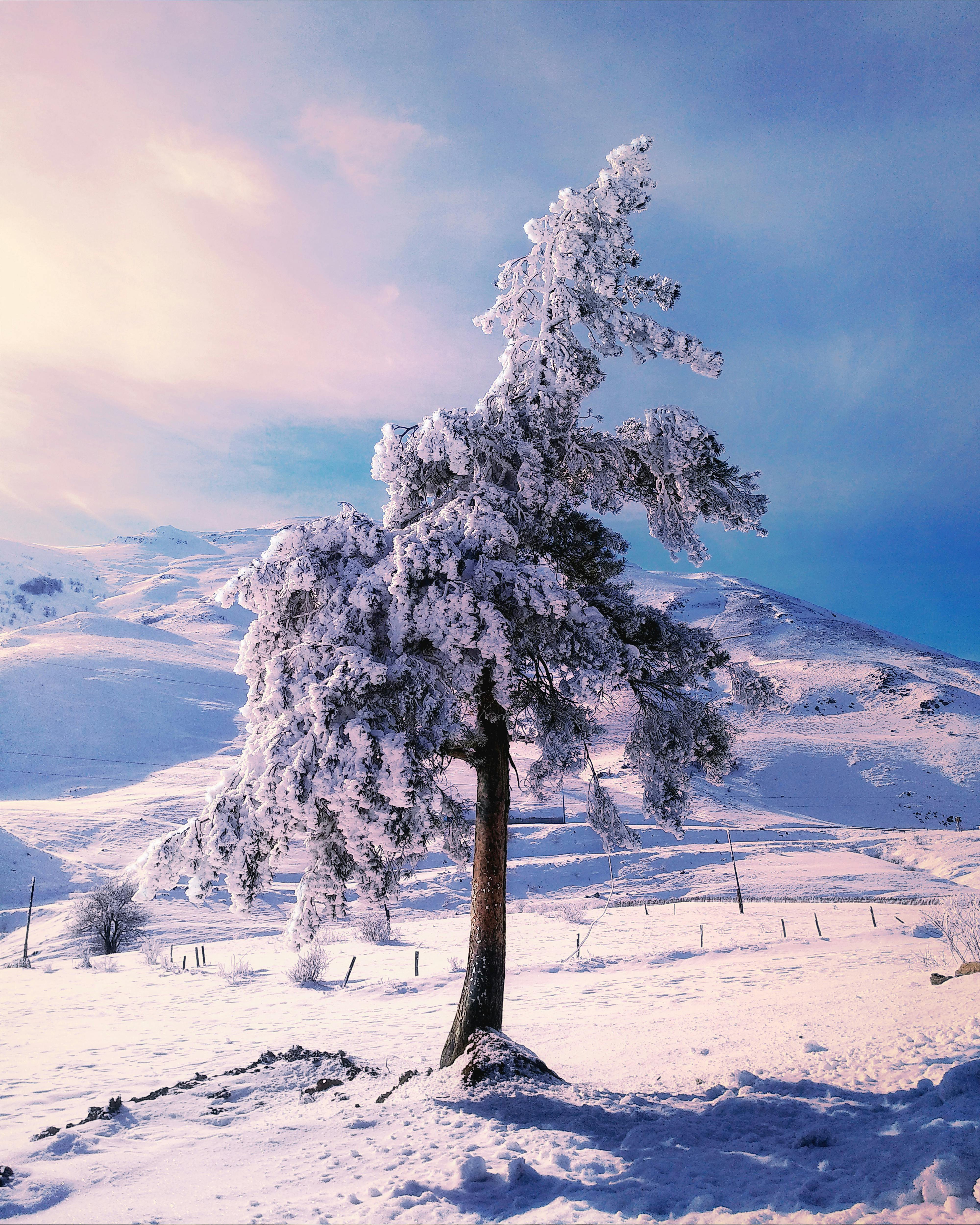 Scenery with a Tree in Winter · Free Stock Photo