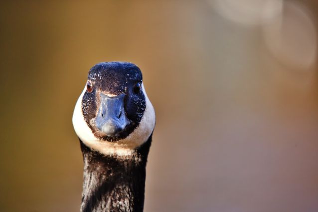 Canada Goose Washing Instructions and Coats Care Tips Guide