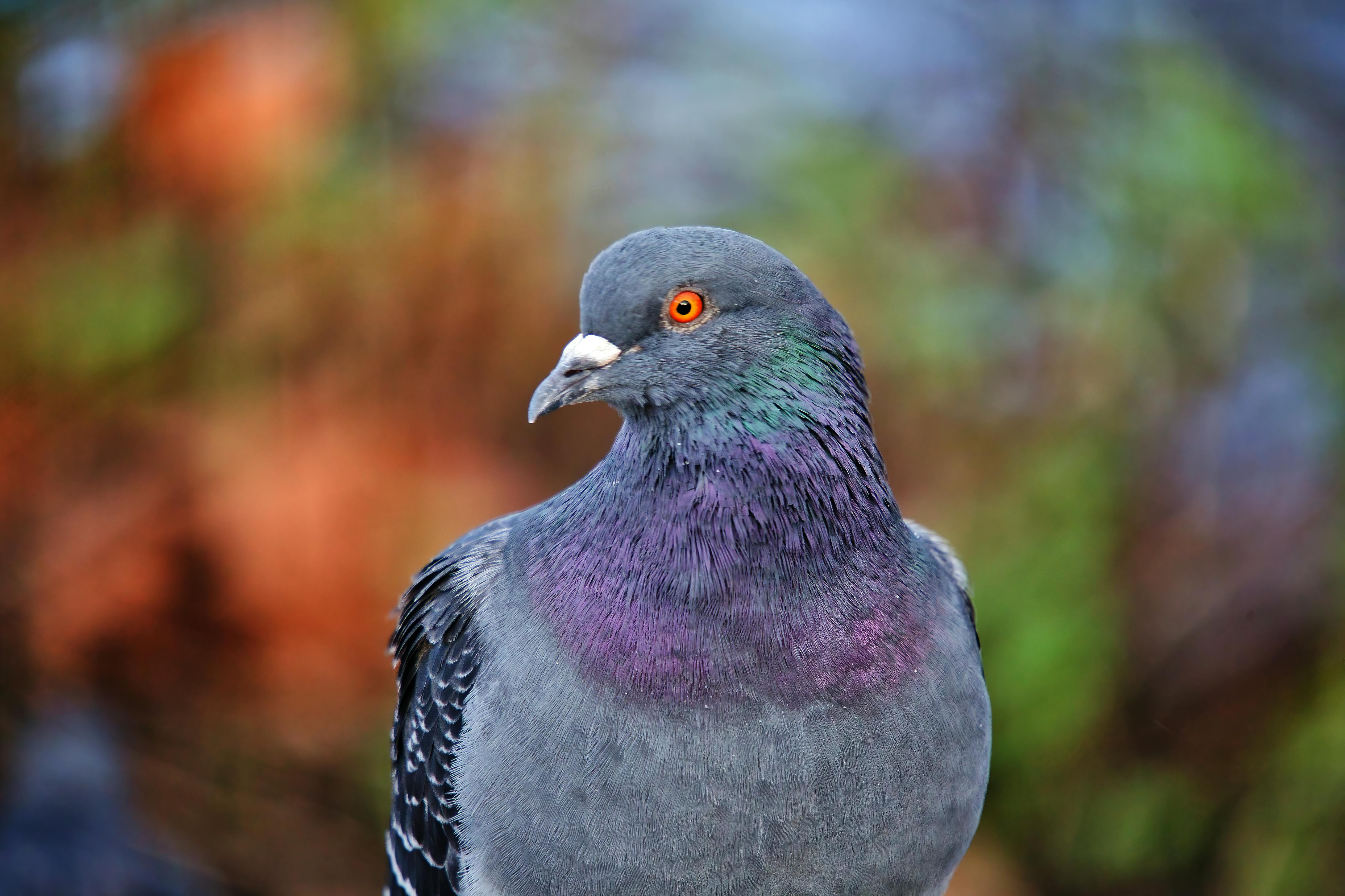 Portrait of Pigeon · Free Stock Photo