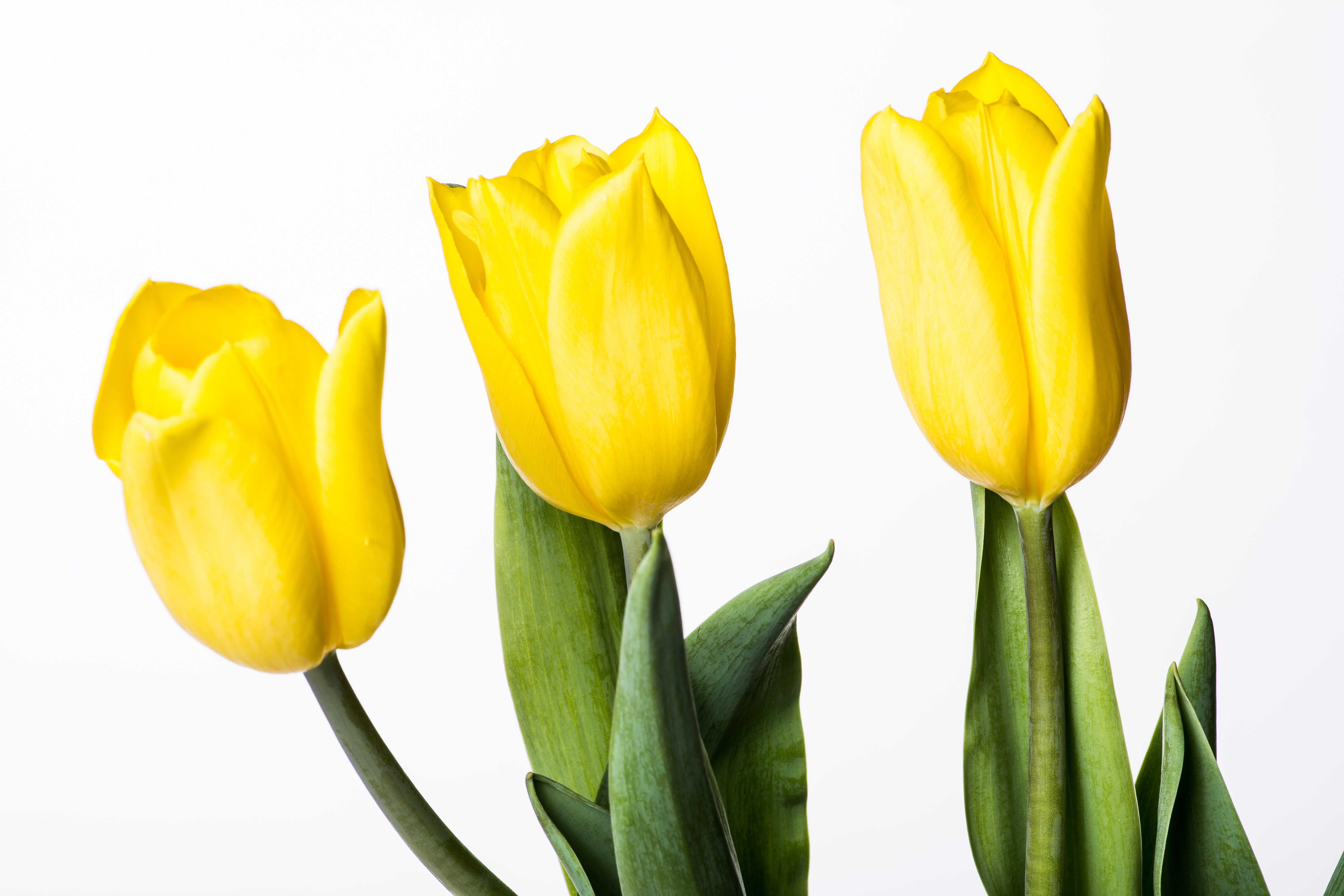 Close-Up Shot of Yellow Tulips · Free Stock Photo
