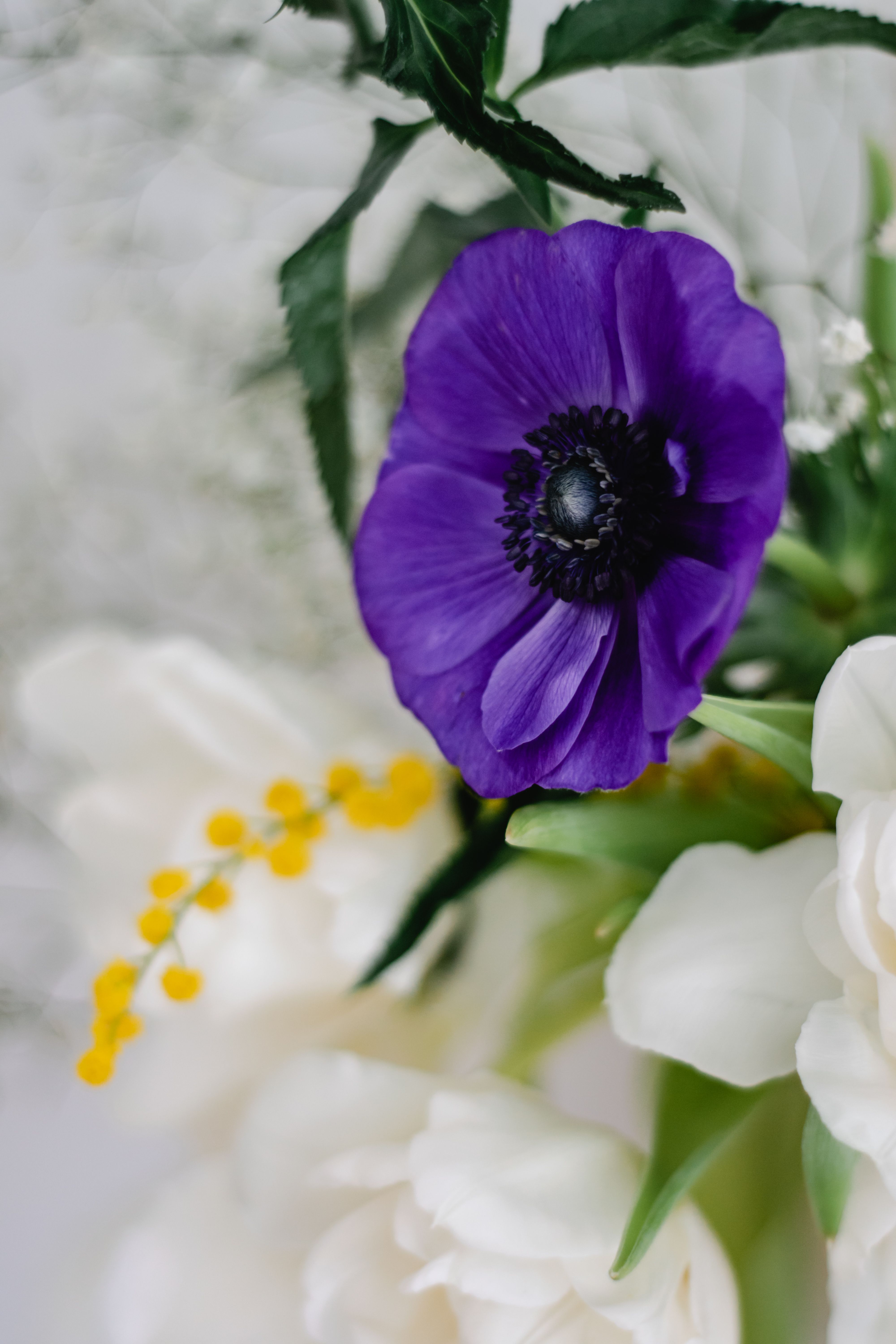 270+ Best Free Anemone Stock Photos & Images · 100% Royalty-Free HD ...