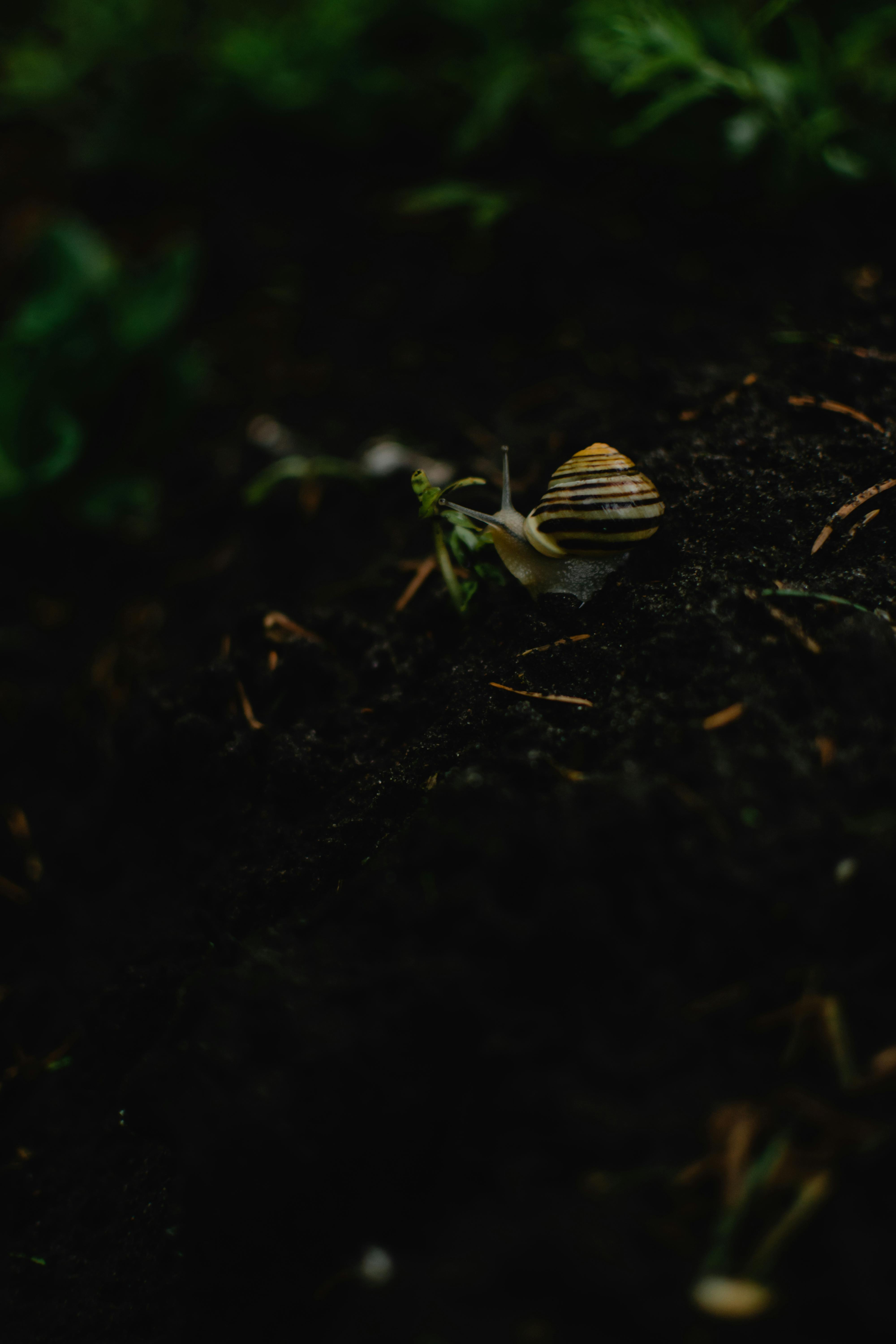 Close up of Snail on Soil · Free Stock Photo