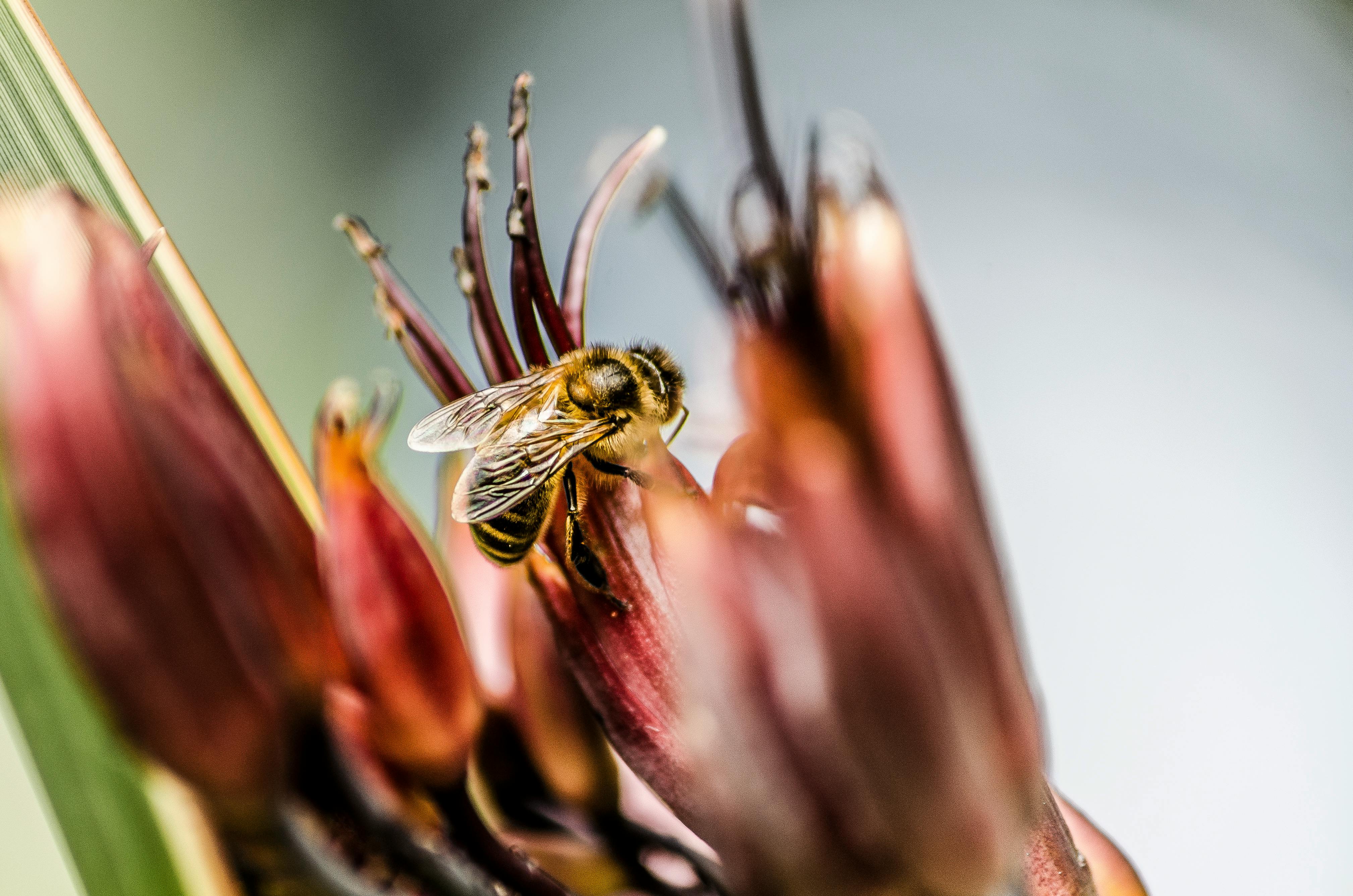 Gravid Yellow Jacket Wasp Close-up Photography · Free Stock Photo