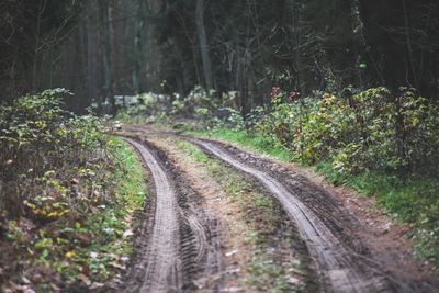 Mud Forest Photos, Download The BEST Free Mud Forest Stock Photos & HD ...