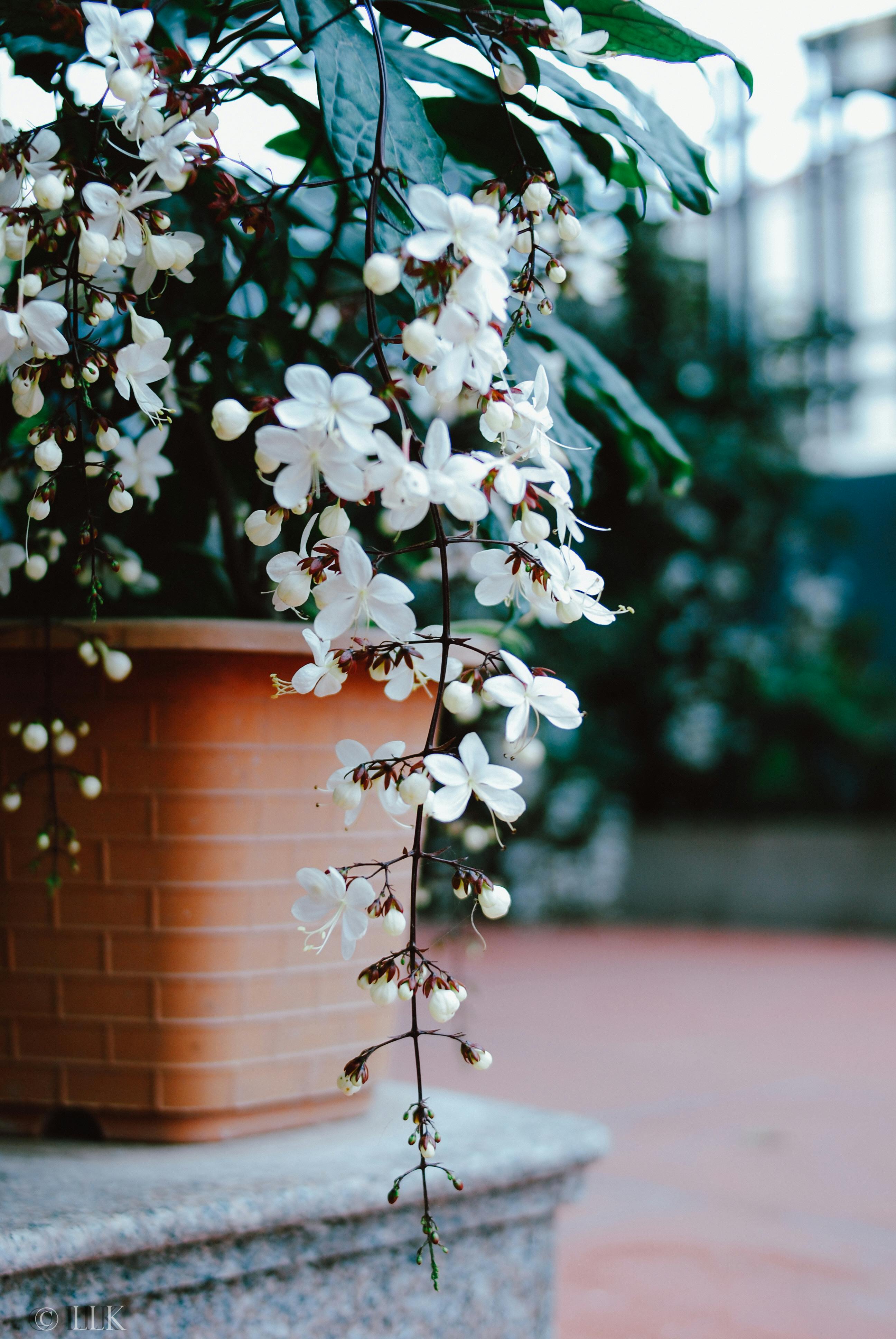 White Blossom in Bloom · Free Stock Photo