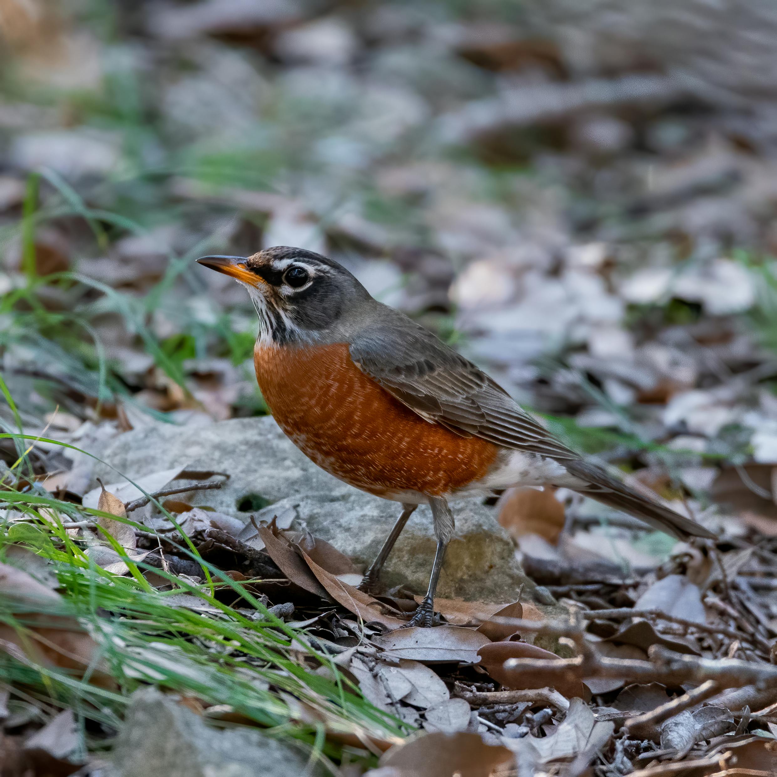 American Robin Photos, Download The BEST Free American Robin Stock ...